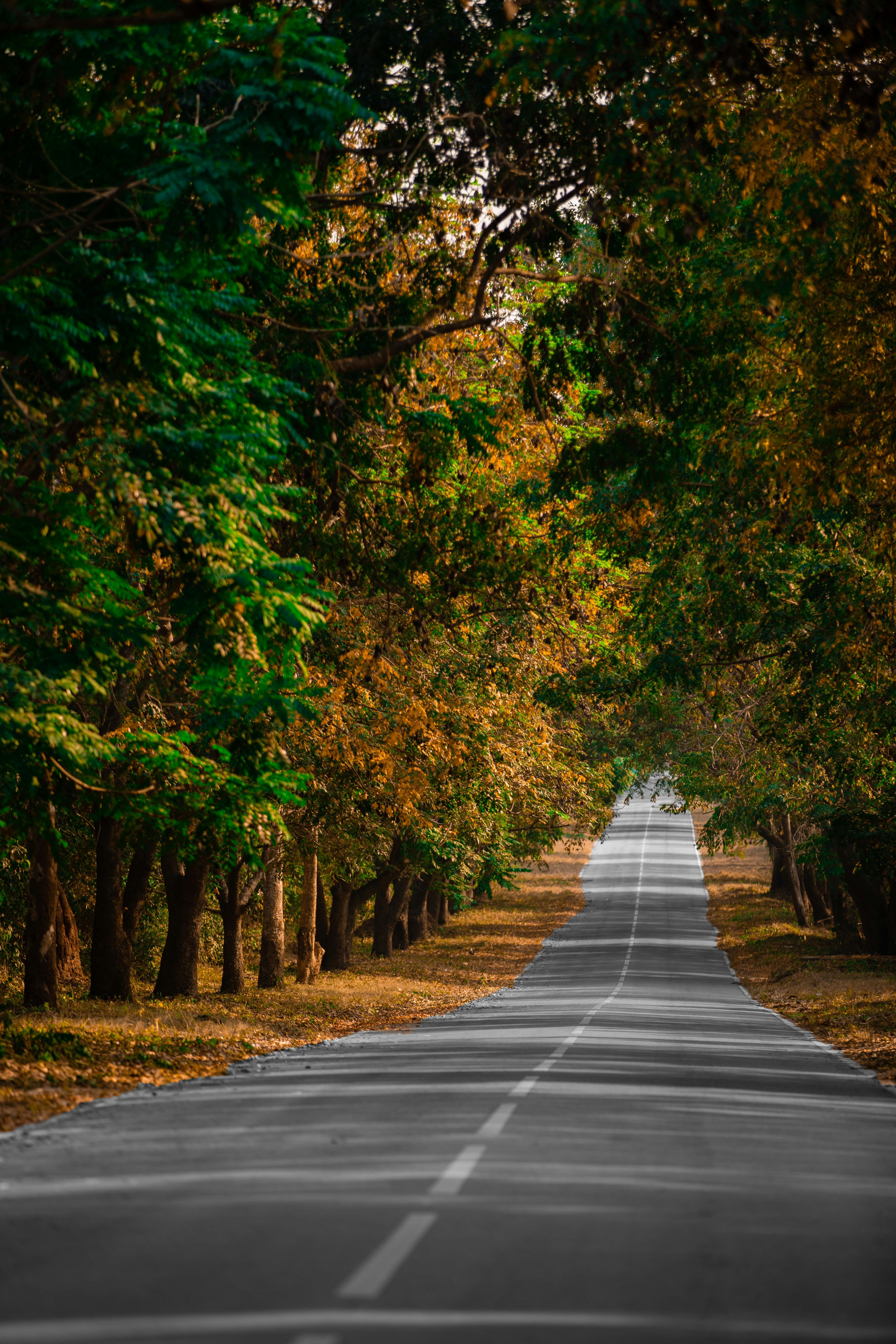 Tree Covered Road Photos, Download Free Tree Covered Road Stock Photos ...
