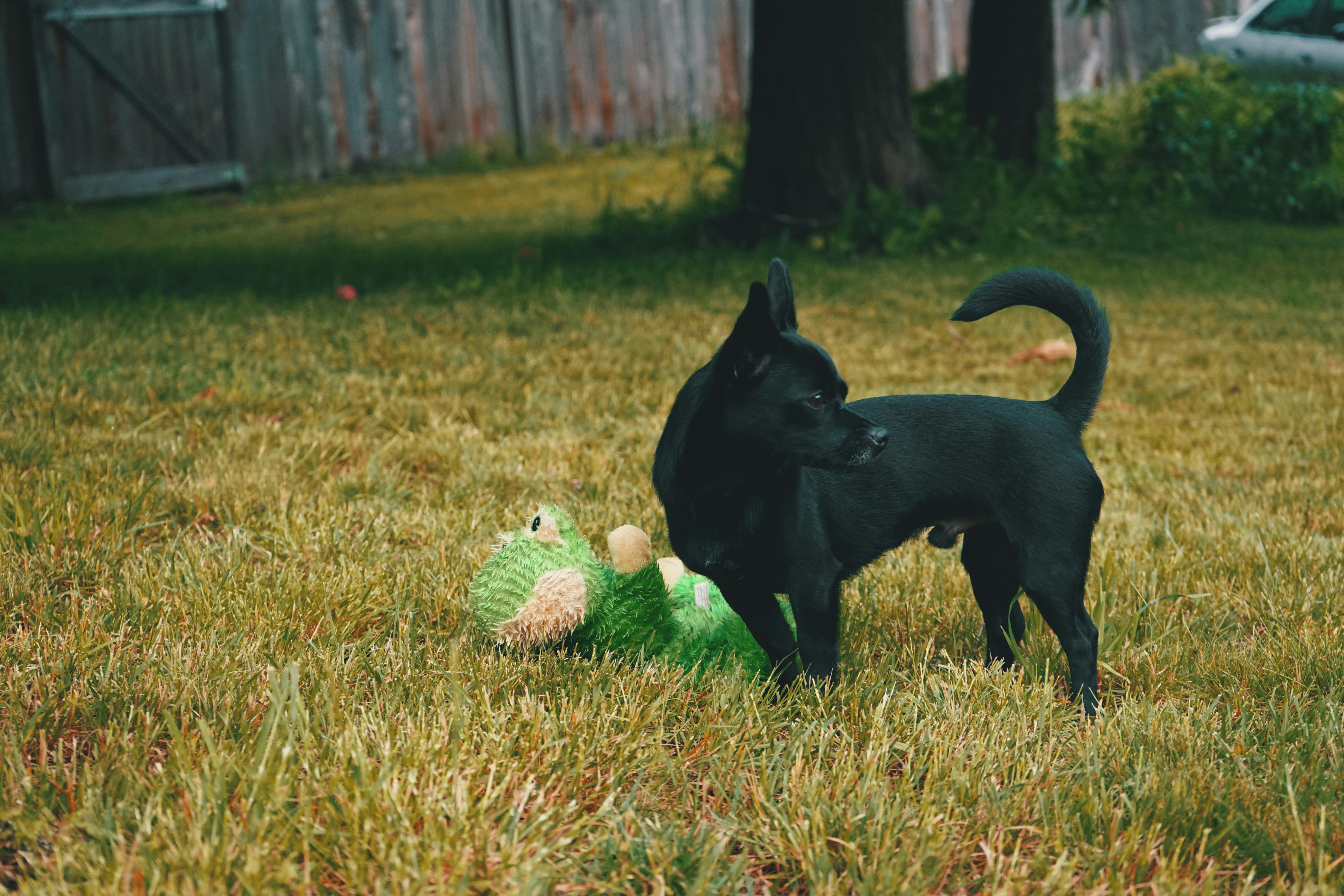 Free stock photo of dog, forest, outdoorchallenge
