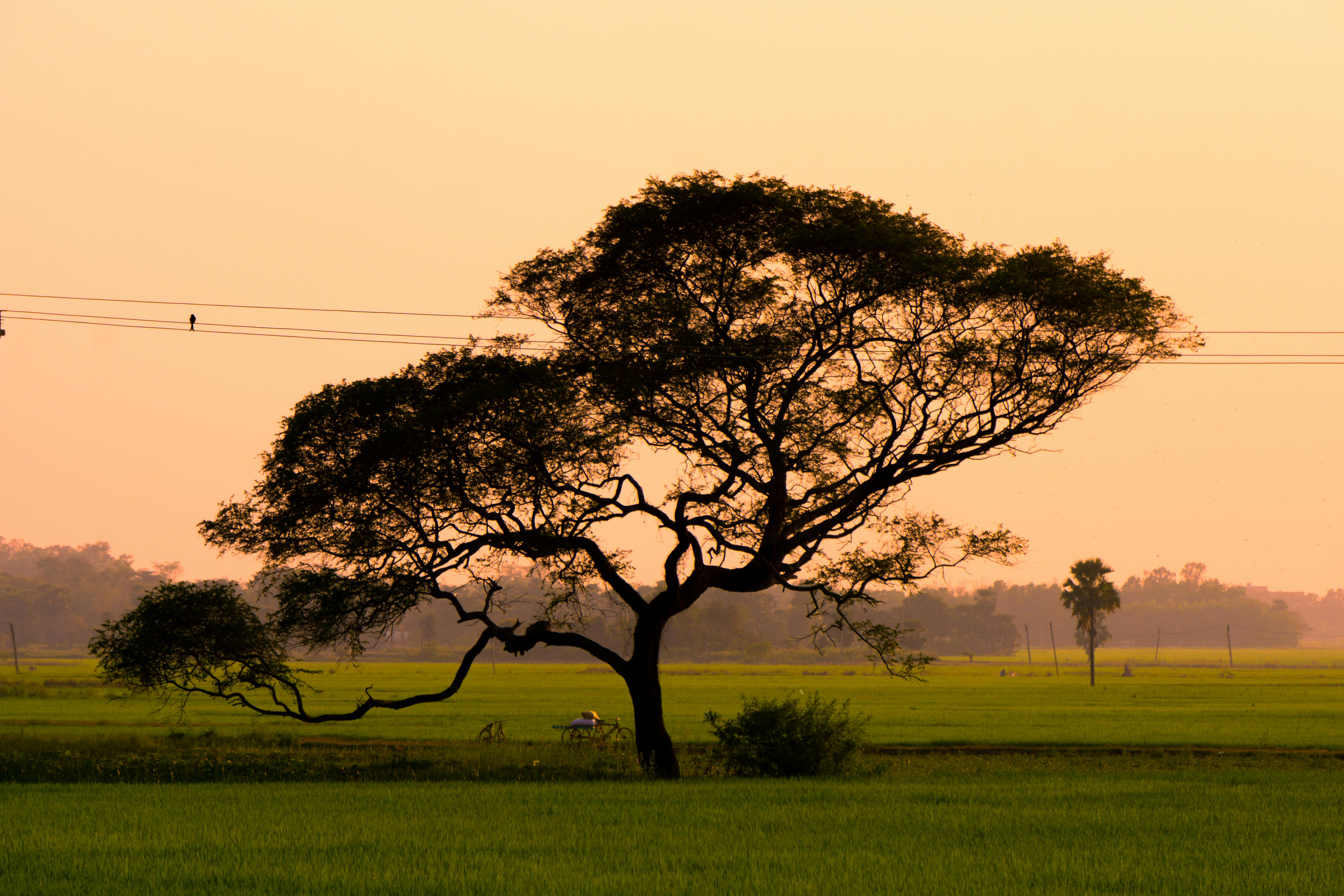 Tree on the farm Field · Free Stock Photo