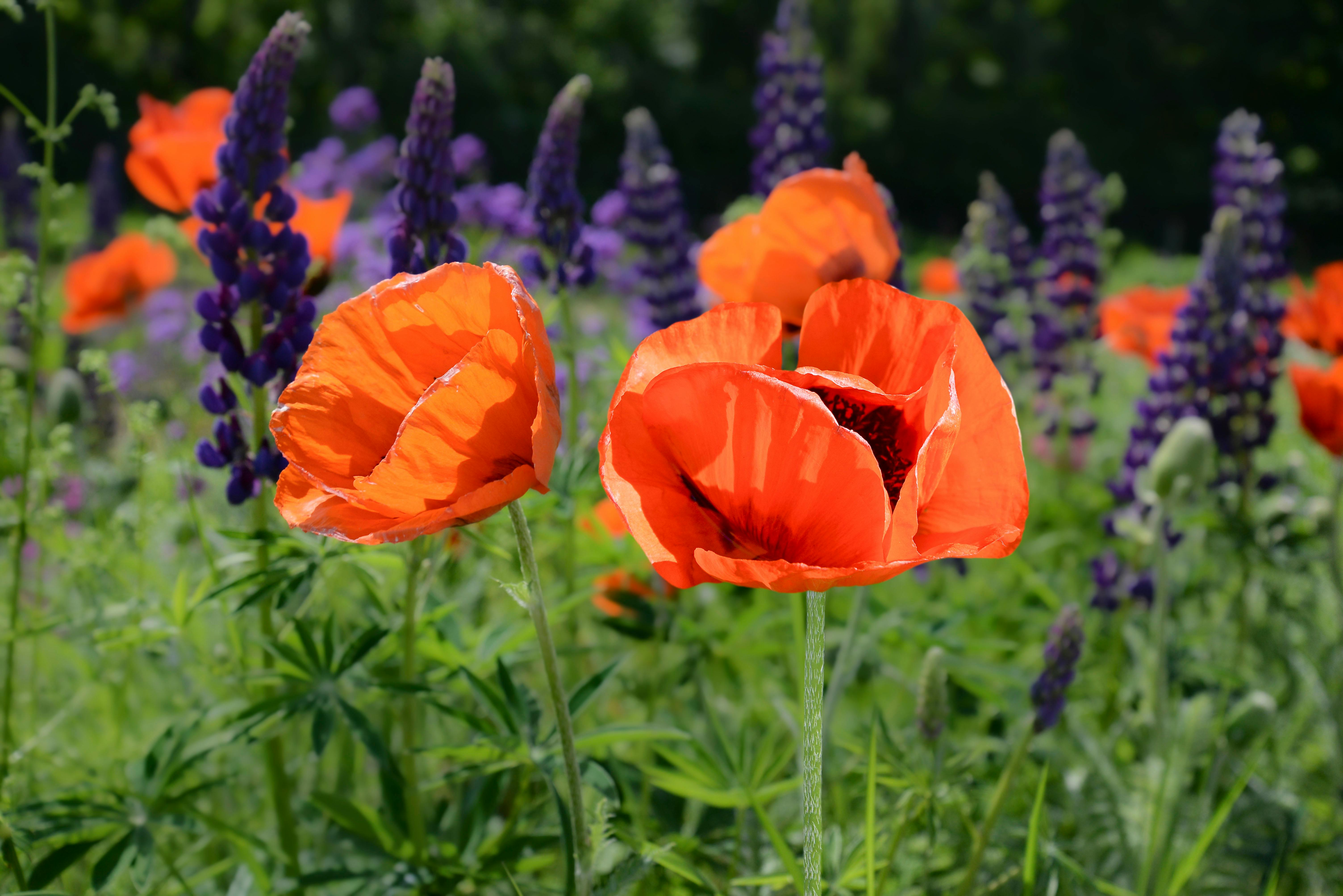 Straw Hat in Meadow with Poppies · Free Stock Photo