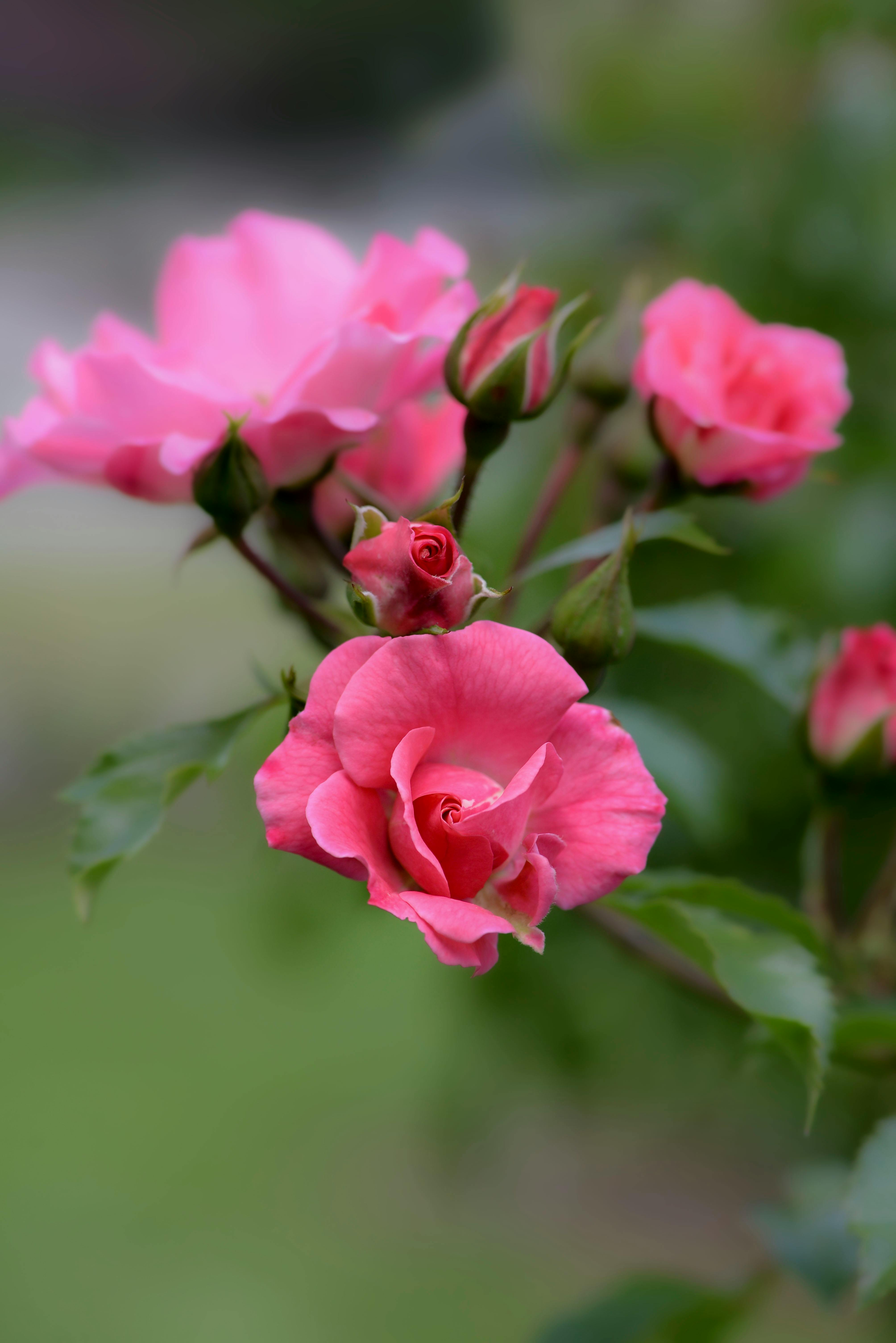 Close-Up Photography of Pink Rose · Free Stock Photo