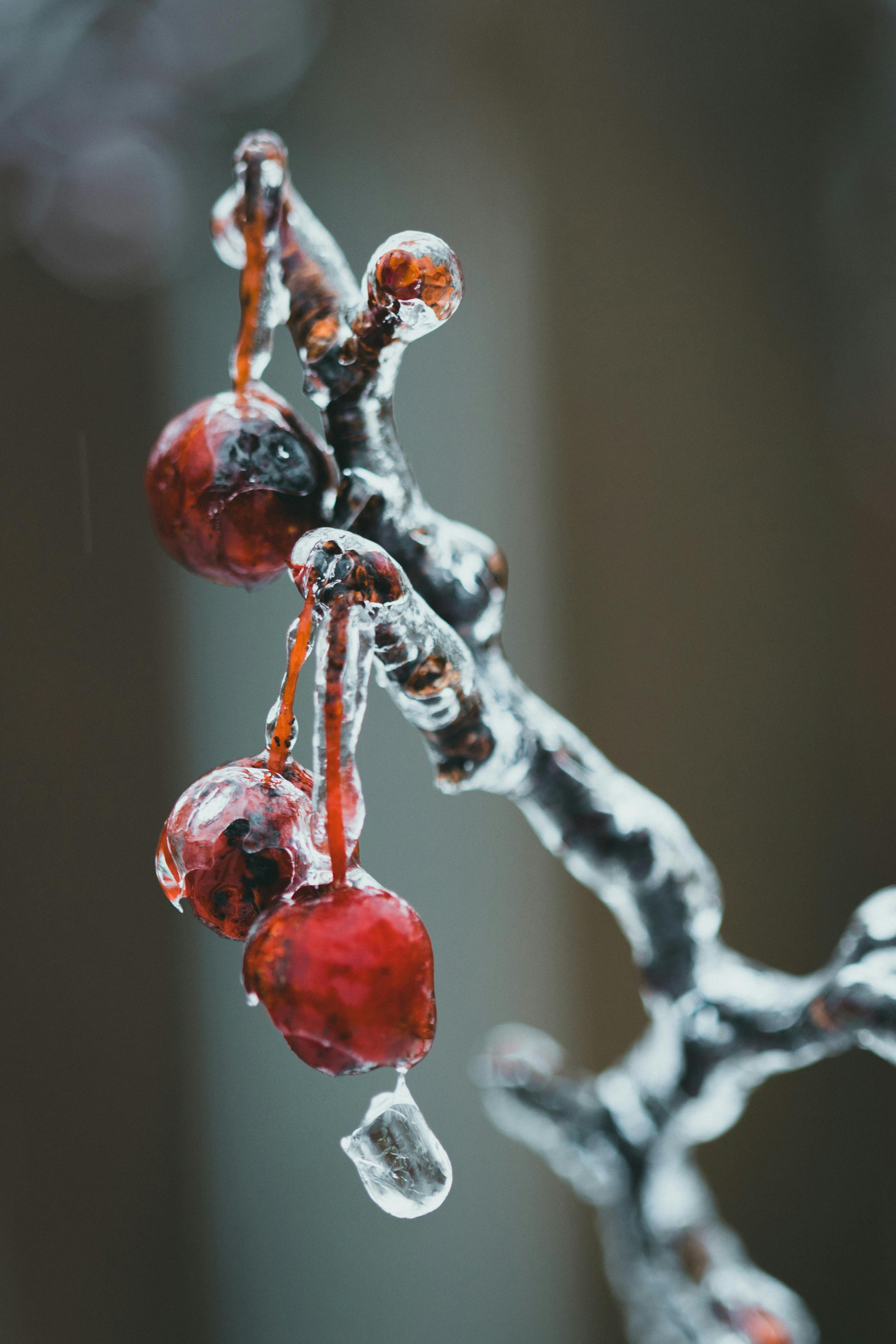 100,000+ Best Frozen Food Photos · 100% Free Download · Pexels Stock Photos