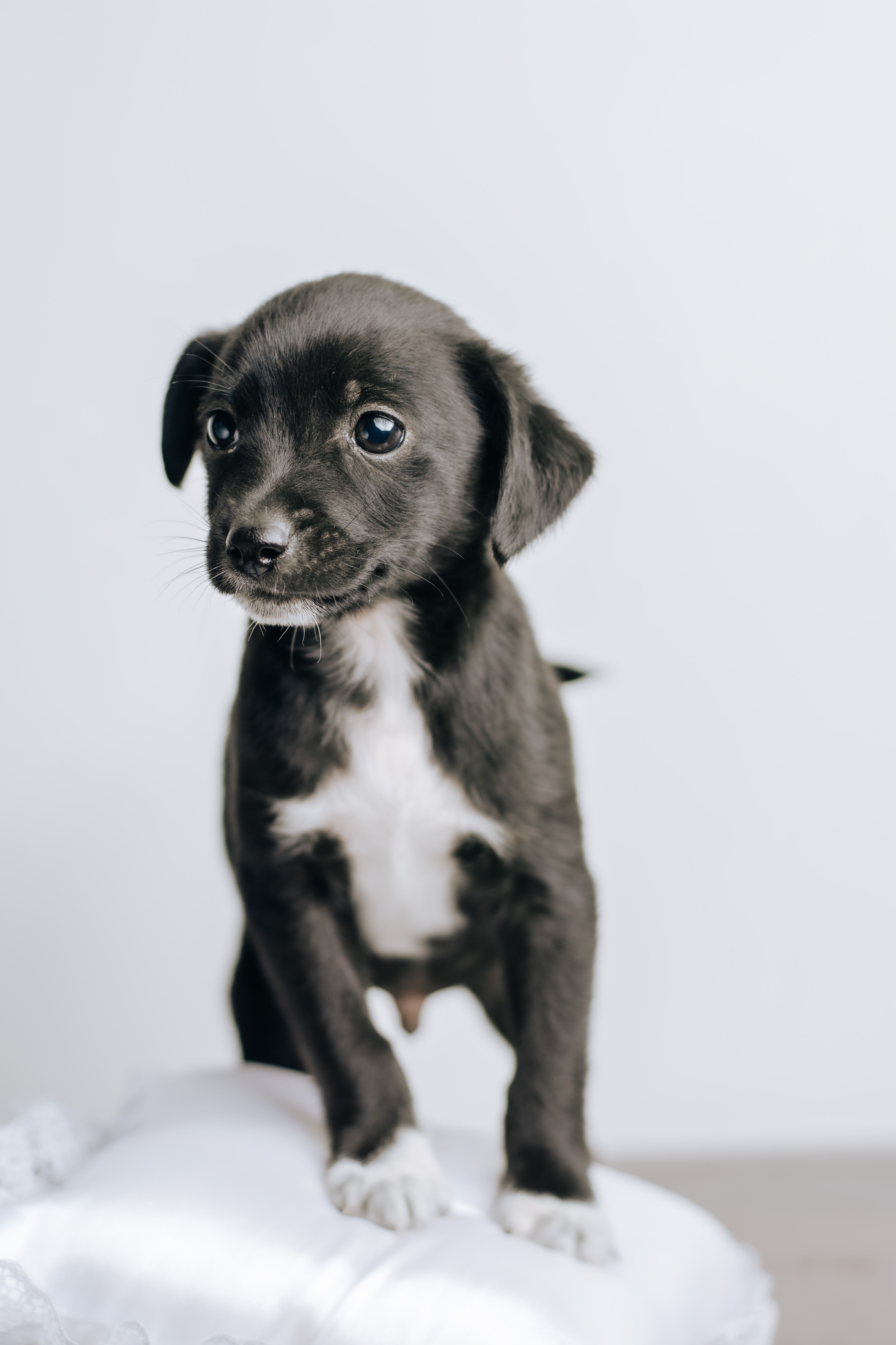 Puppy on White Background · Free Stock Photo