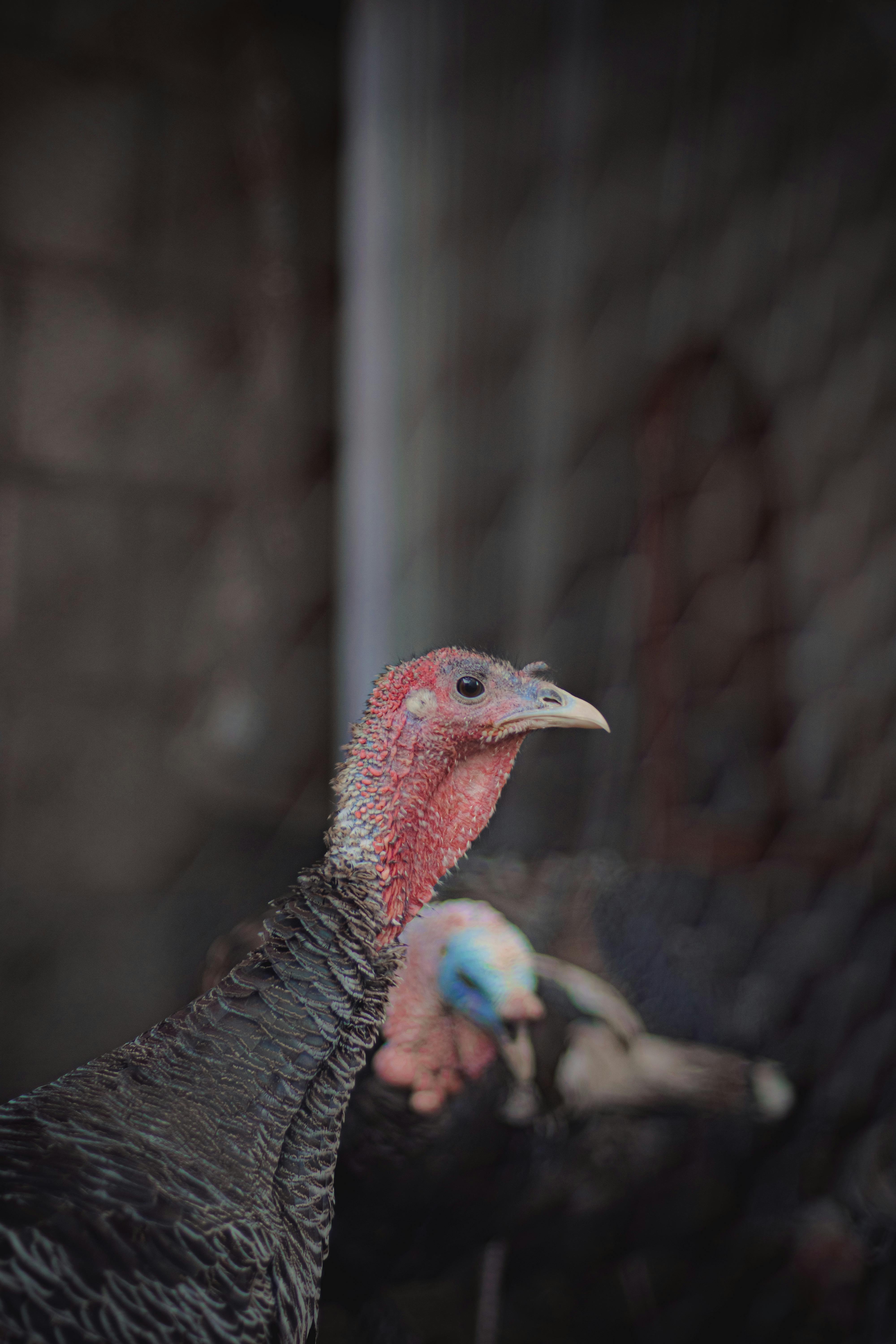 Close-Up Shot of Turkey · Free Stock Photo