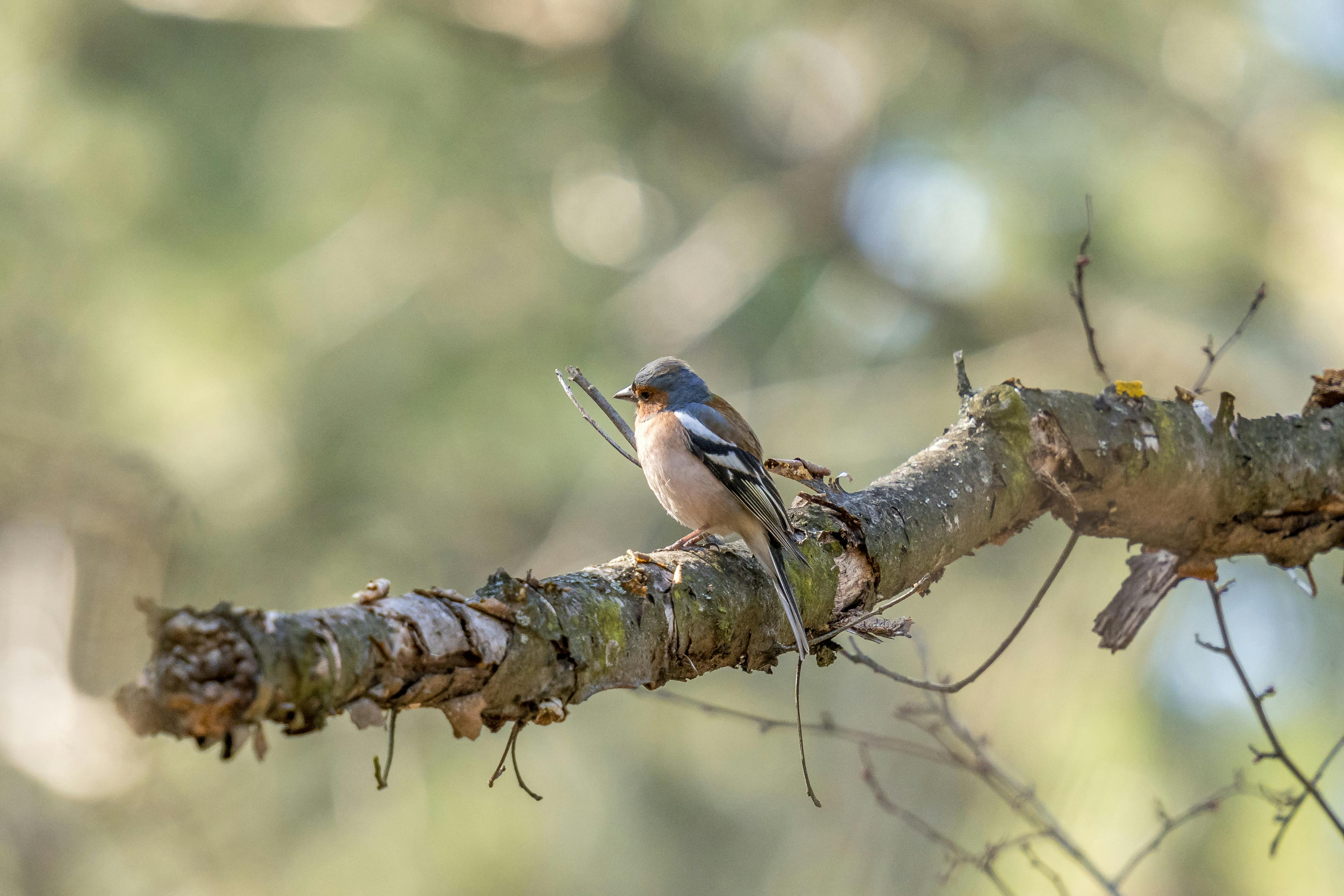 Common Chaffinch Photos, Download The BEST Free Common Chaffinch Stock ...