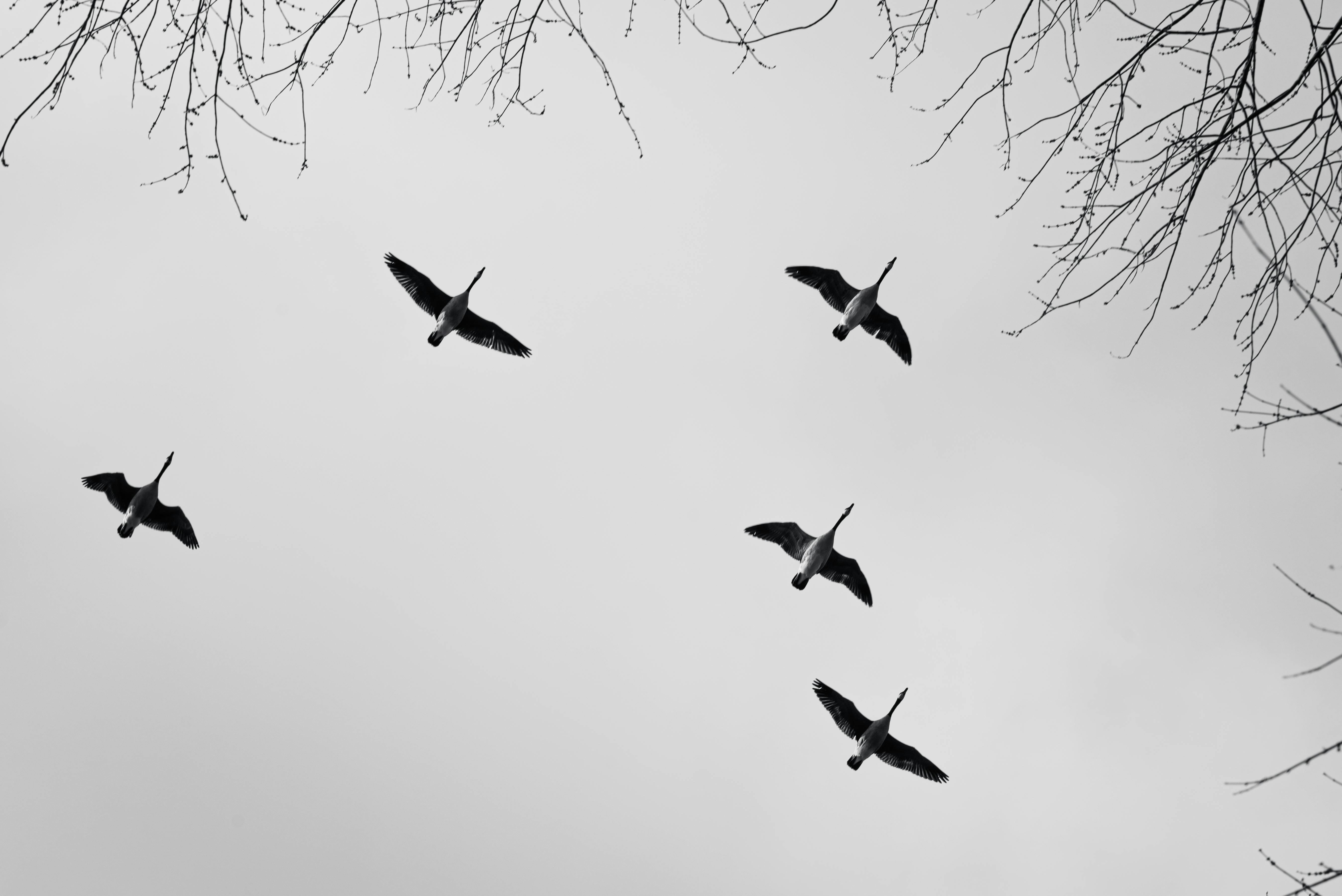 Low-Angle Photo of Bird Flying Across Dark Clouds · Free Stock Photo