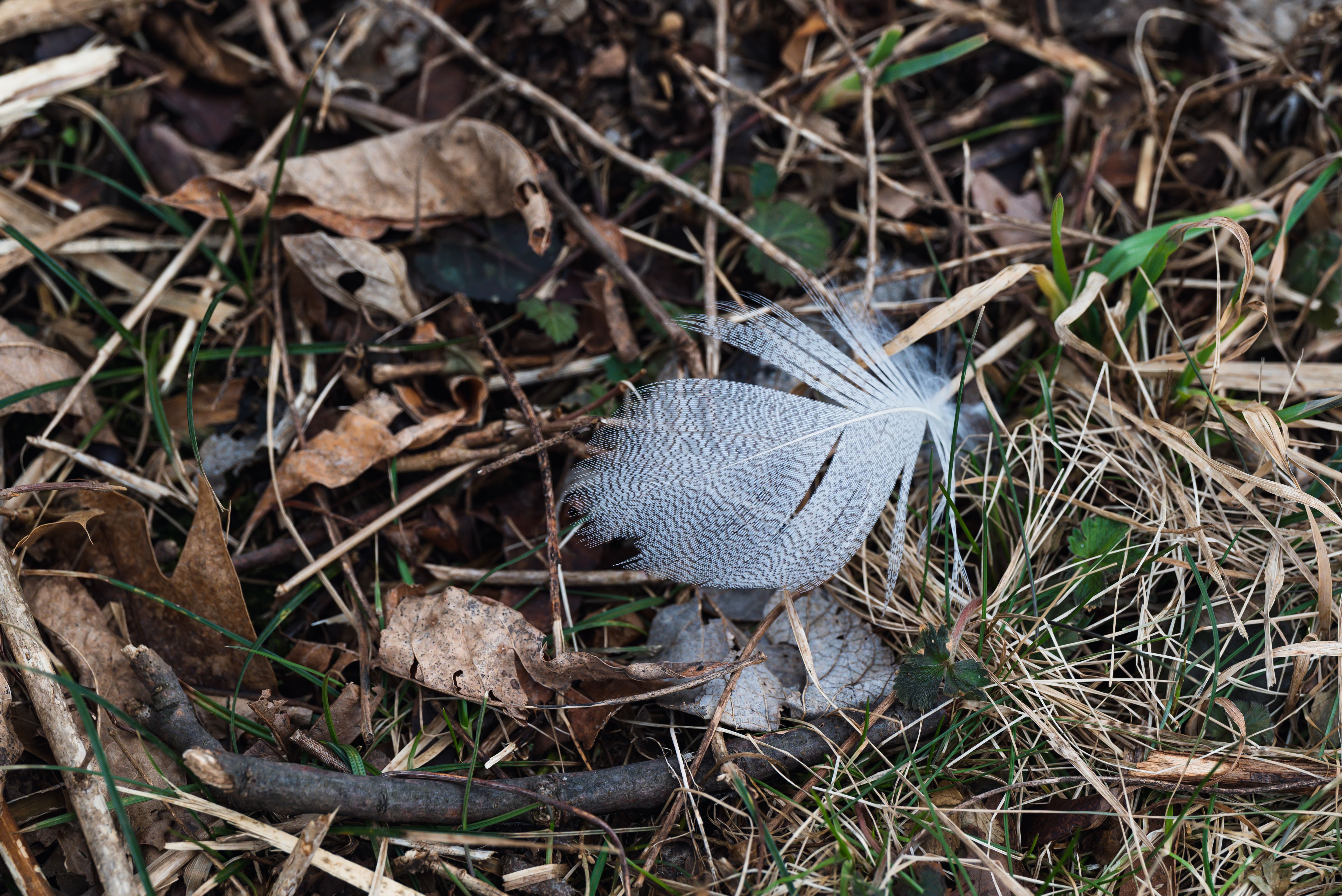 Dry Weeds Photos, Download The BEST Free Dry Weeds Stock Photos & HD Images