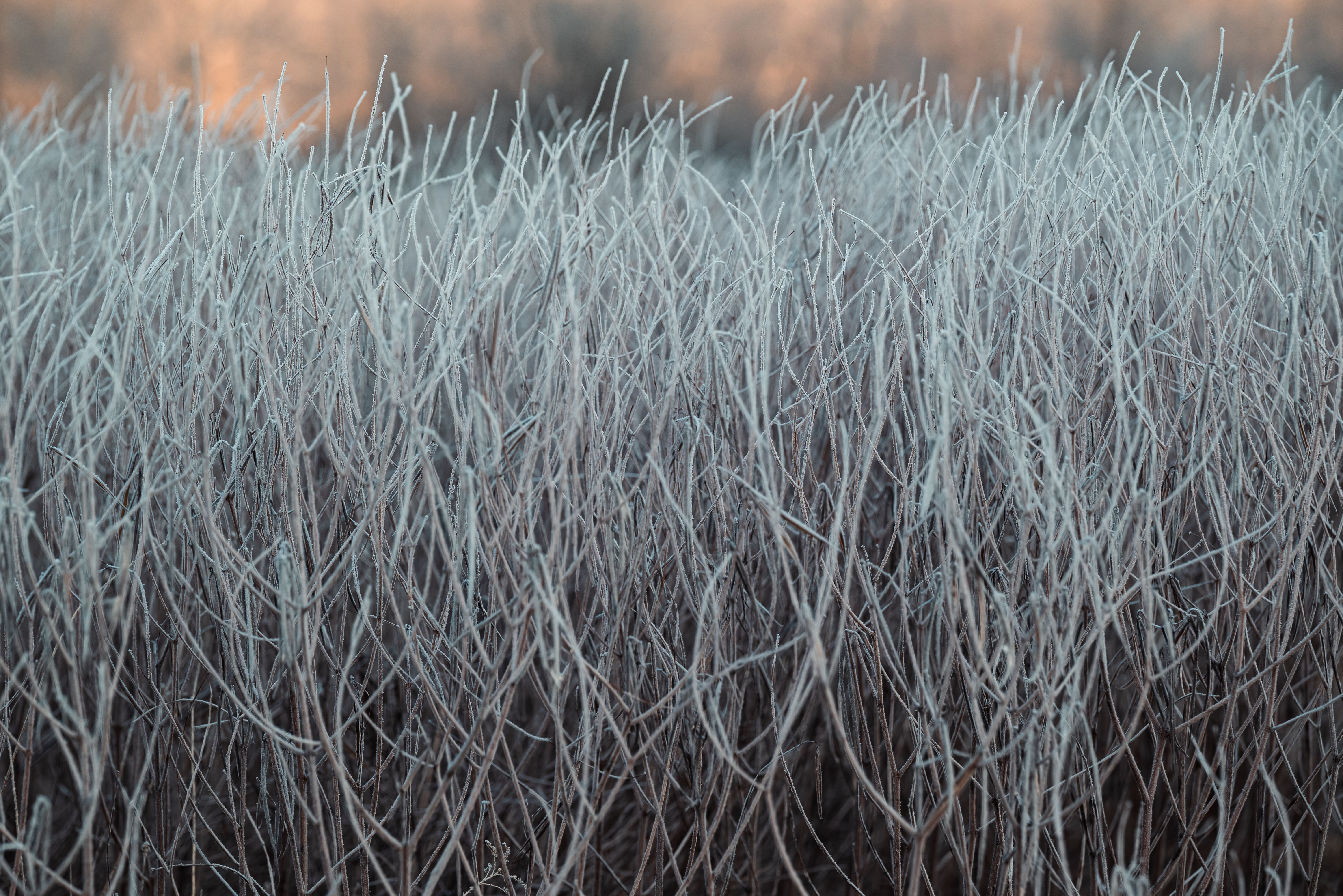 Leafless Branches · Free Stock Photo