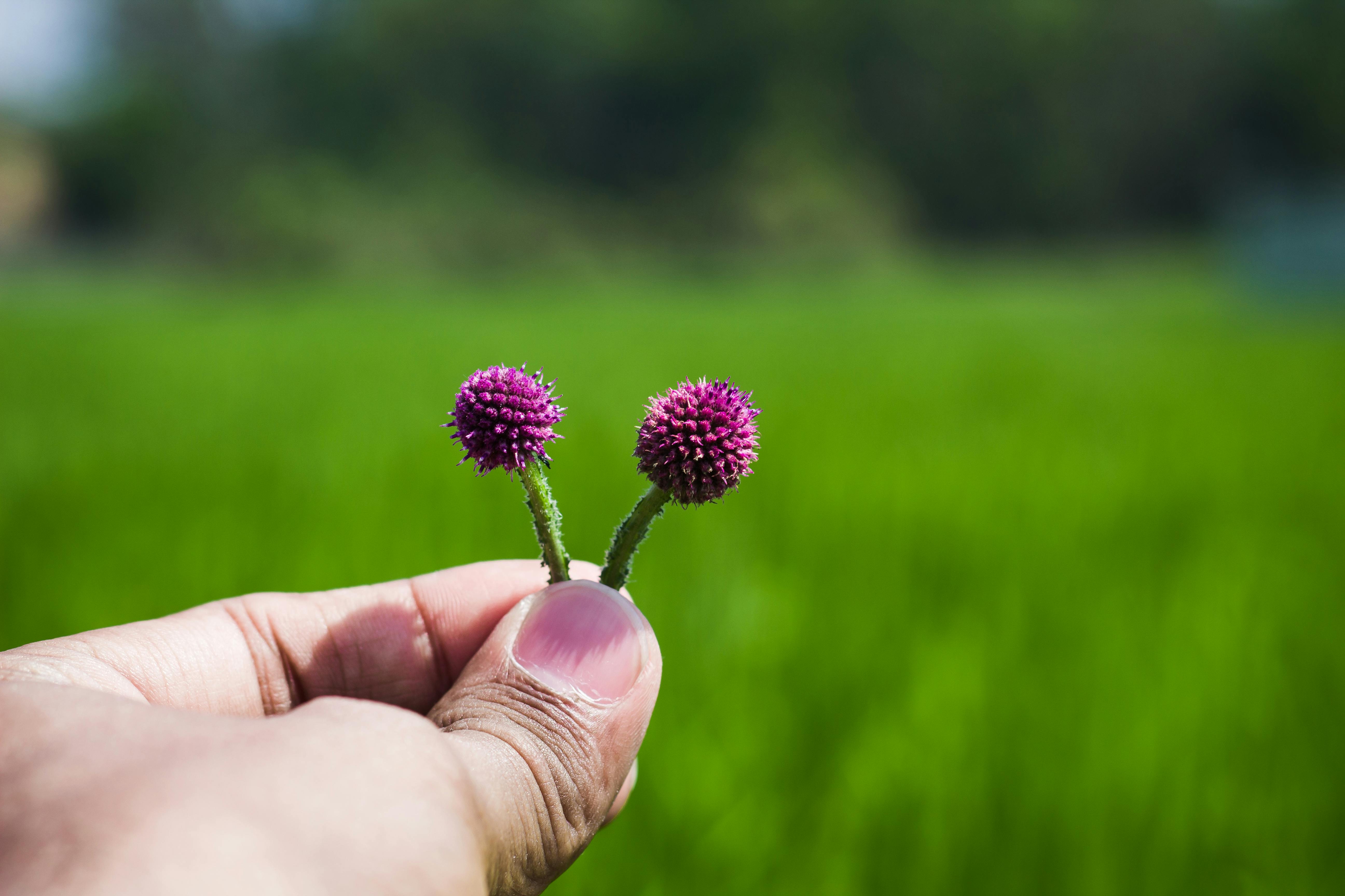 116,287+ Best Free Small flowers Stock Photos & Images · 100% Royalty ...