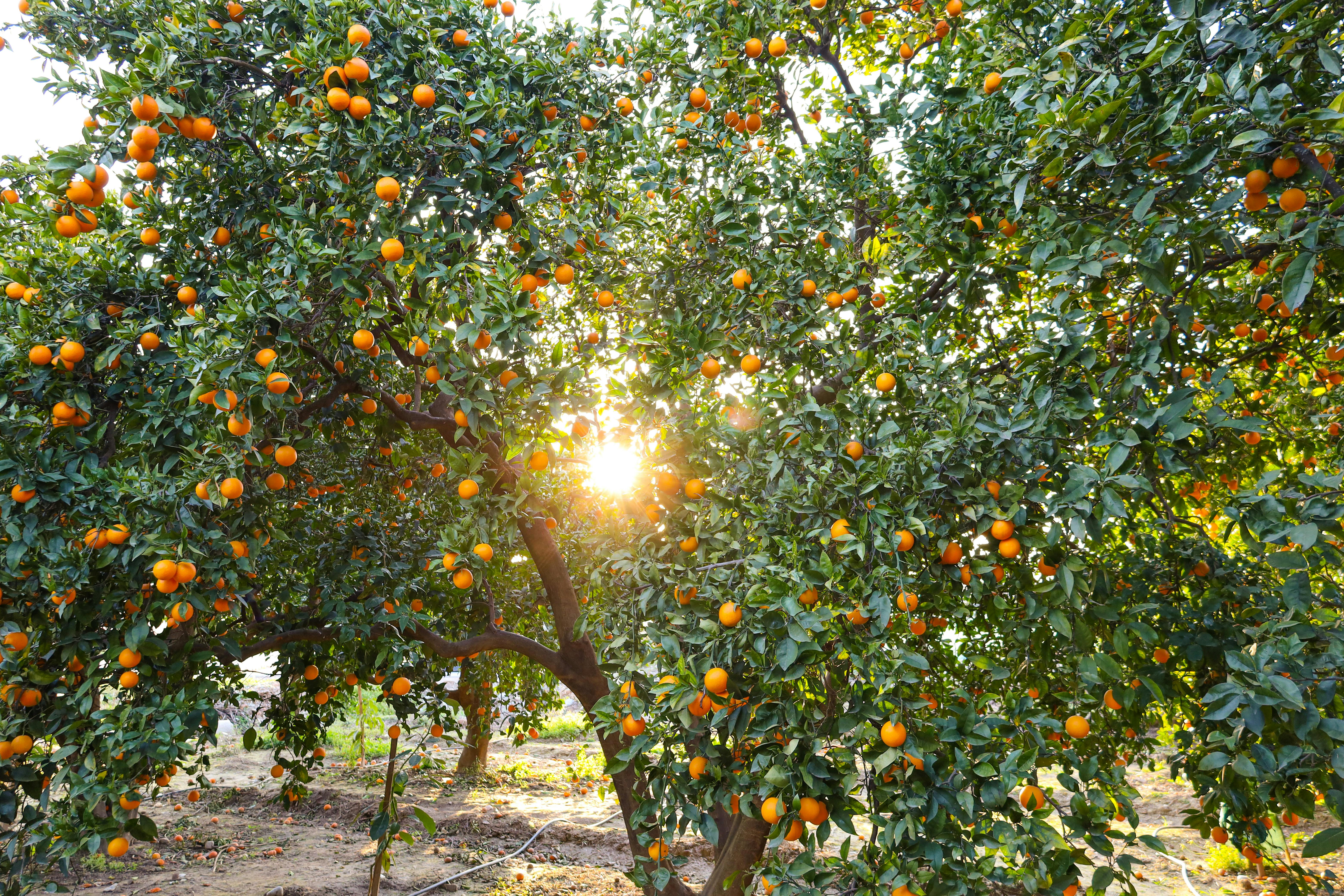 Orange Bearing Tree · Free Stock Photo