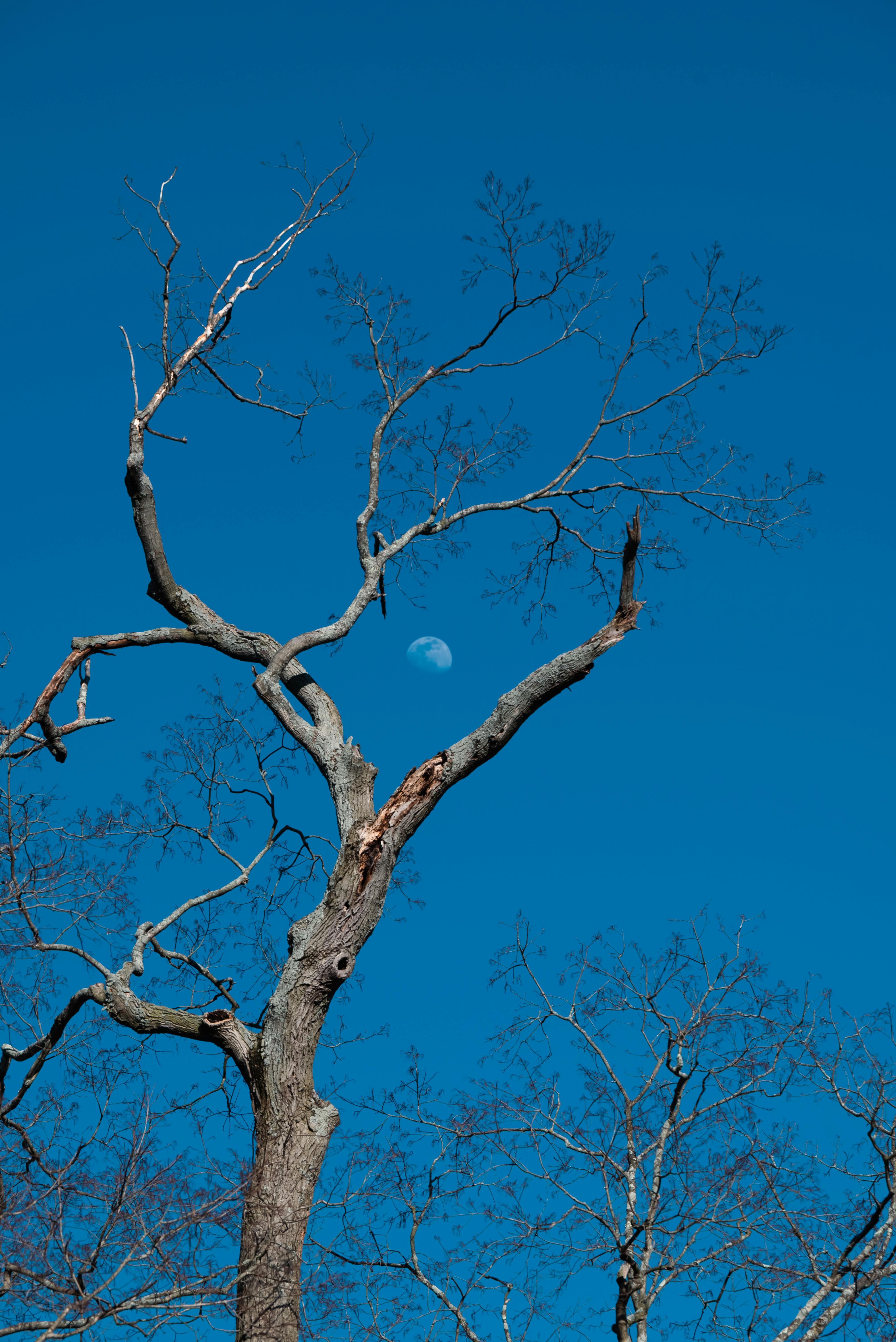 Flight Of Black Bird Above Tree · Free Stock Photo