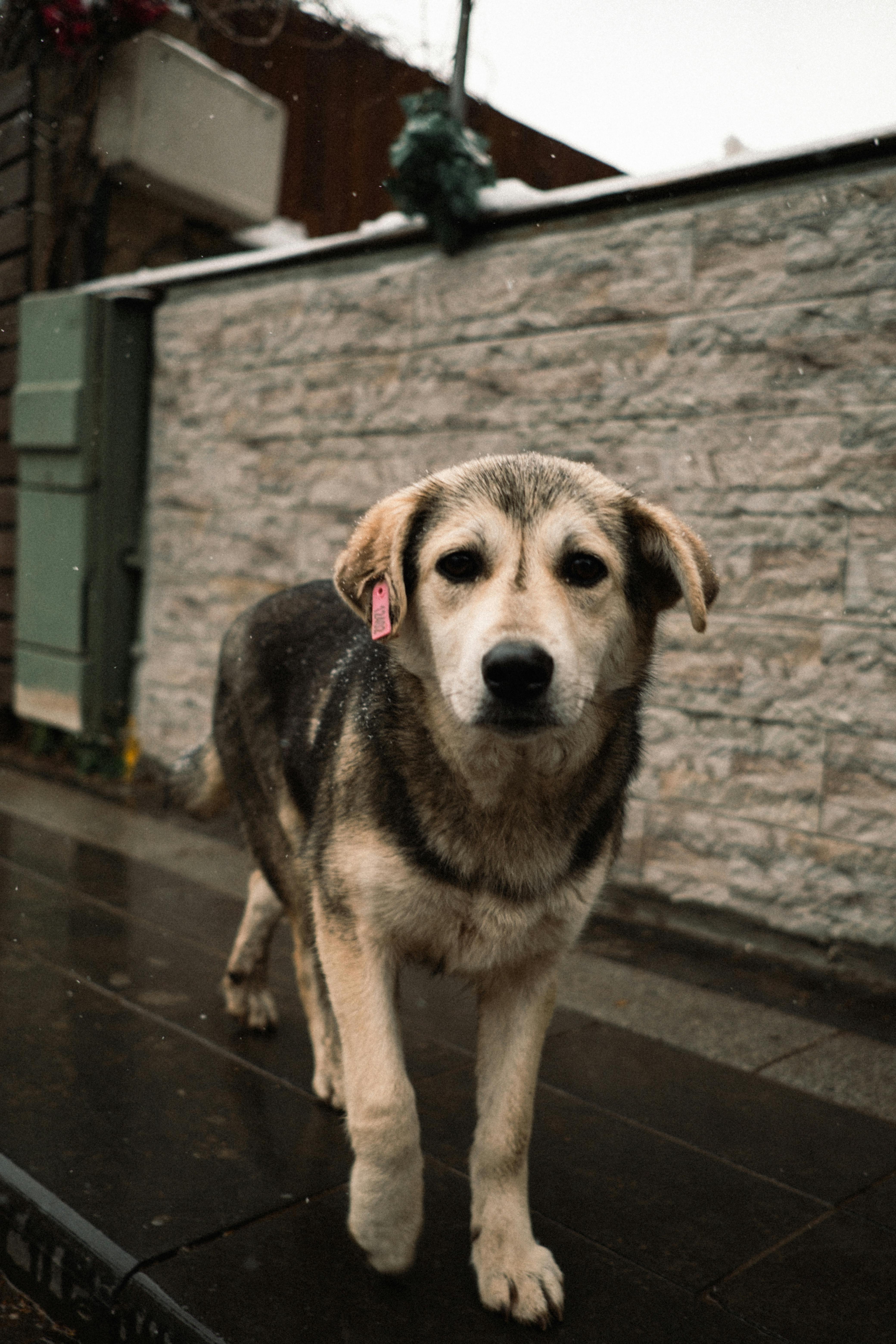 Labrador Husky Photos, Download The BEST Free Labrador Husky Stock ...