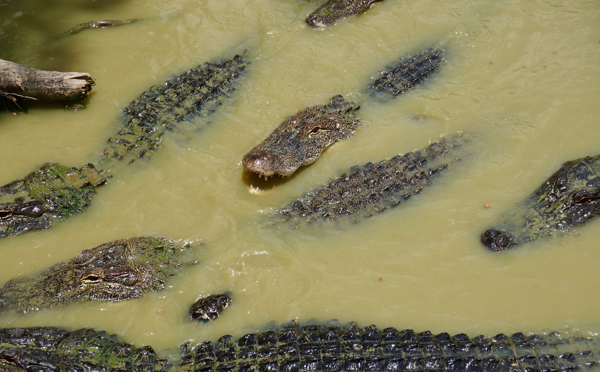 American Alligator: Mississippiensis Biology & Ecology