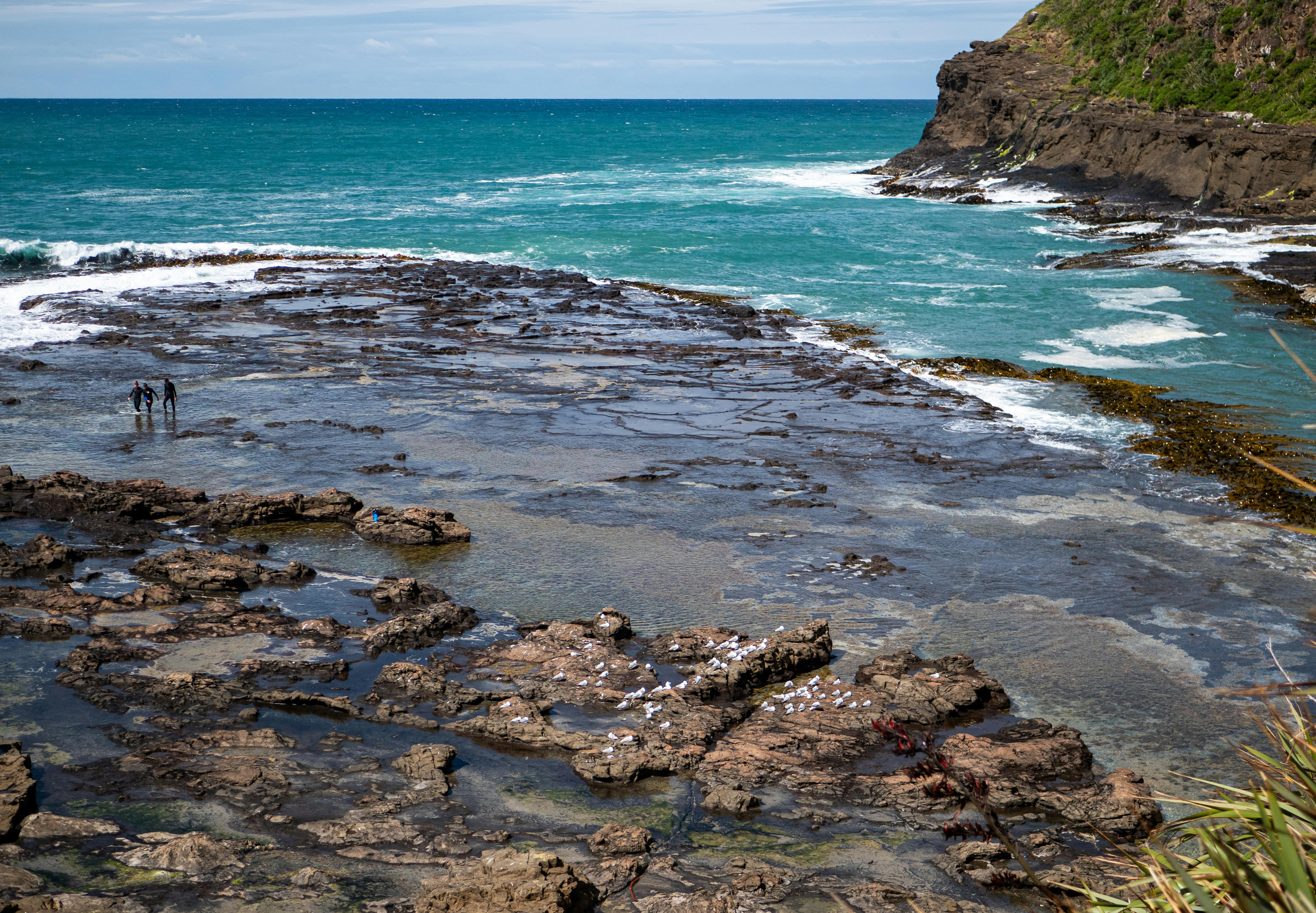 Curio Bay, New Zealand · Free Stock Photo