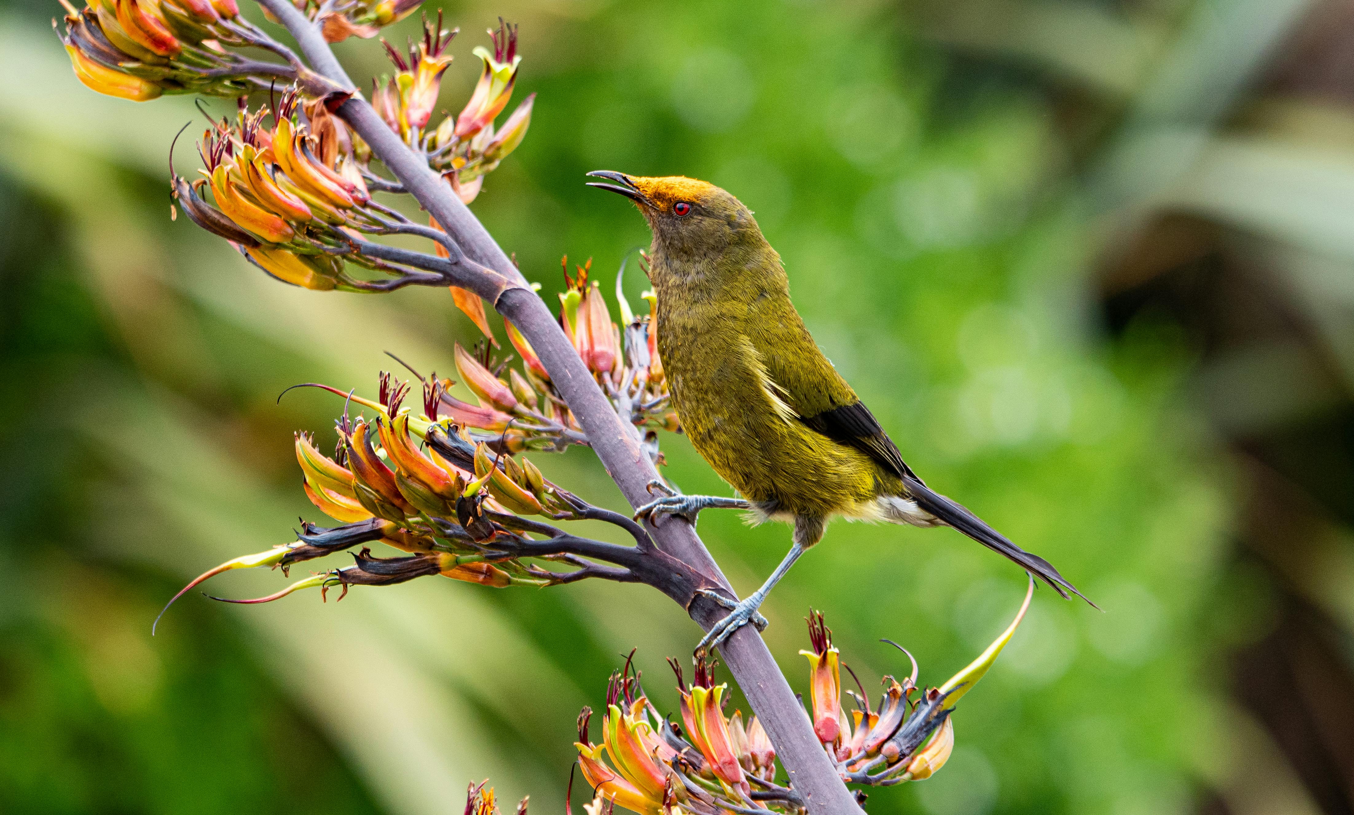 New Zealand Bellbird · Free Stock Photo