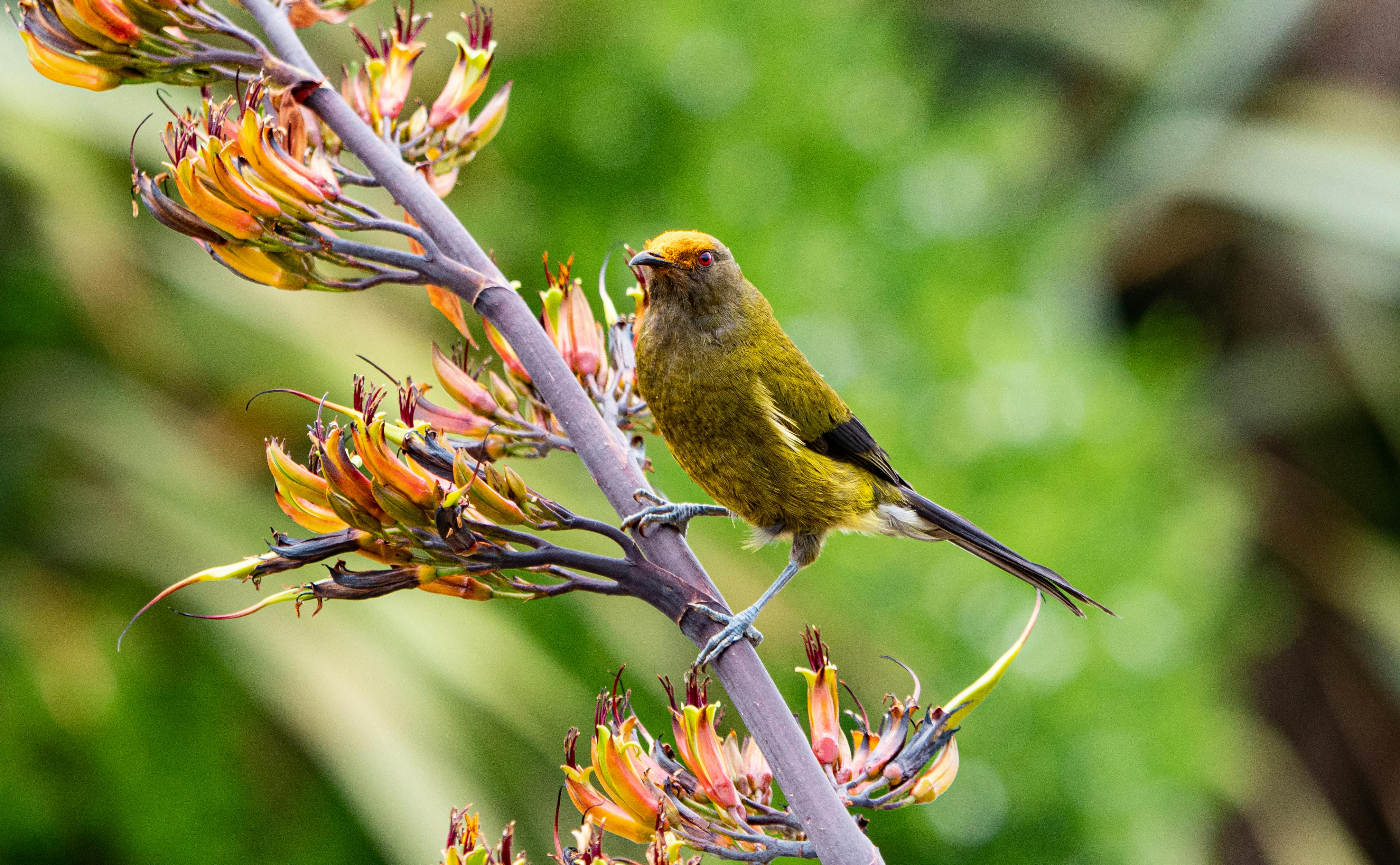 Bellbird Photos, Download The BEST Free Bellbird Stock Photos & HD Images