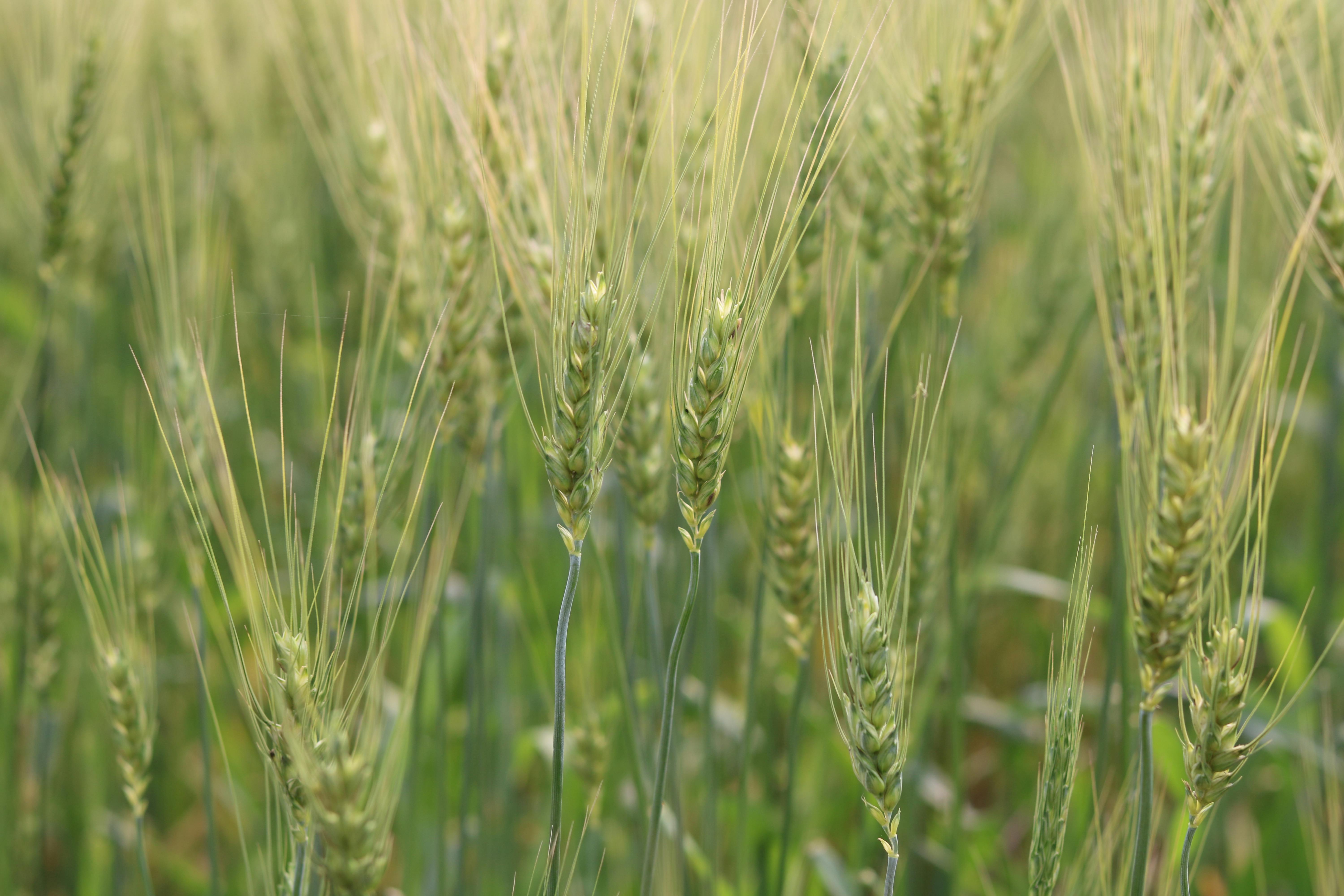 Destroyed Crops Photos, Download Free Destroyed Crops Stock Photos & HD ...