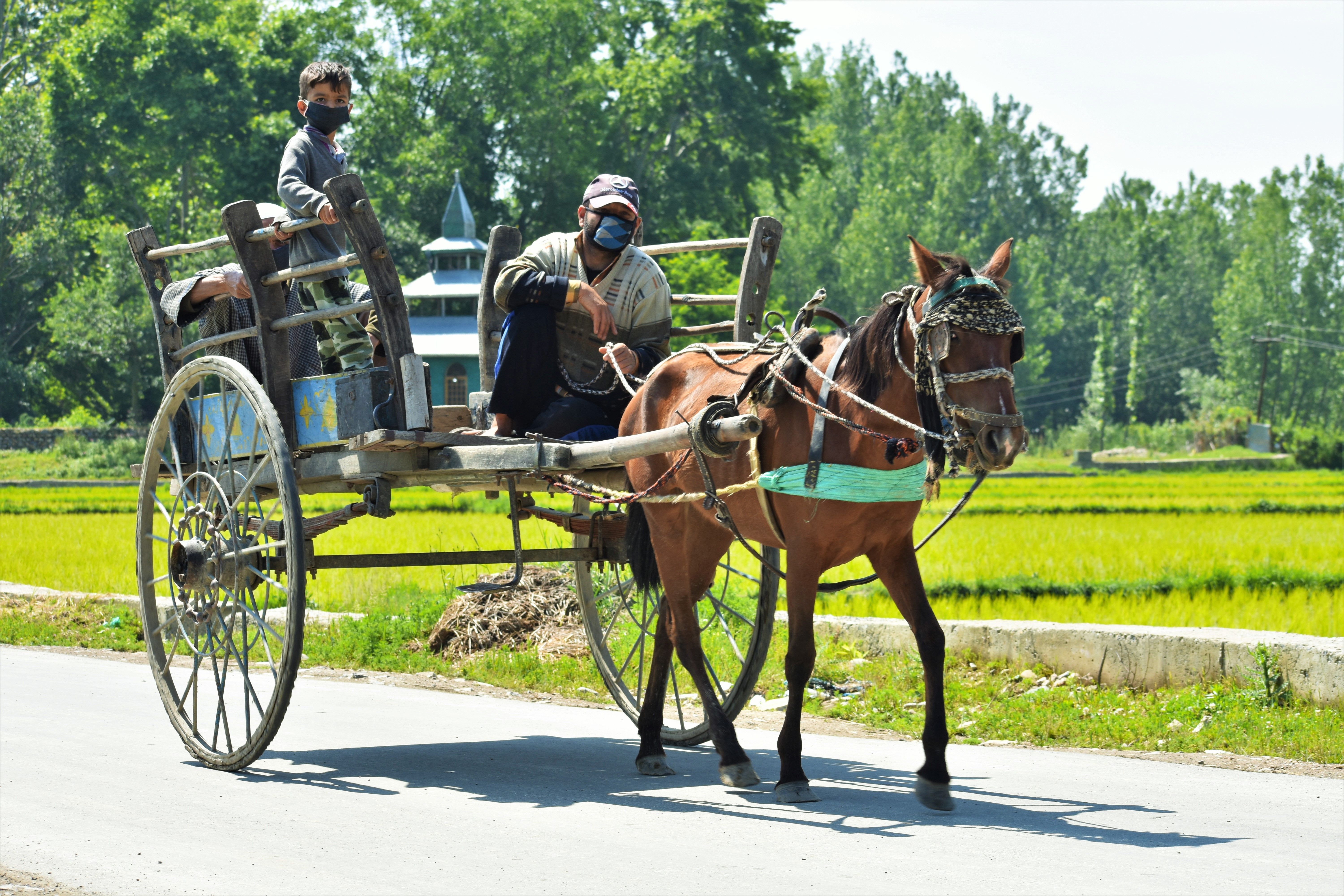 People in a Carriage Pulled by a Horse · Free Stock Photo