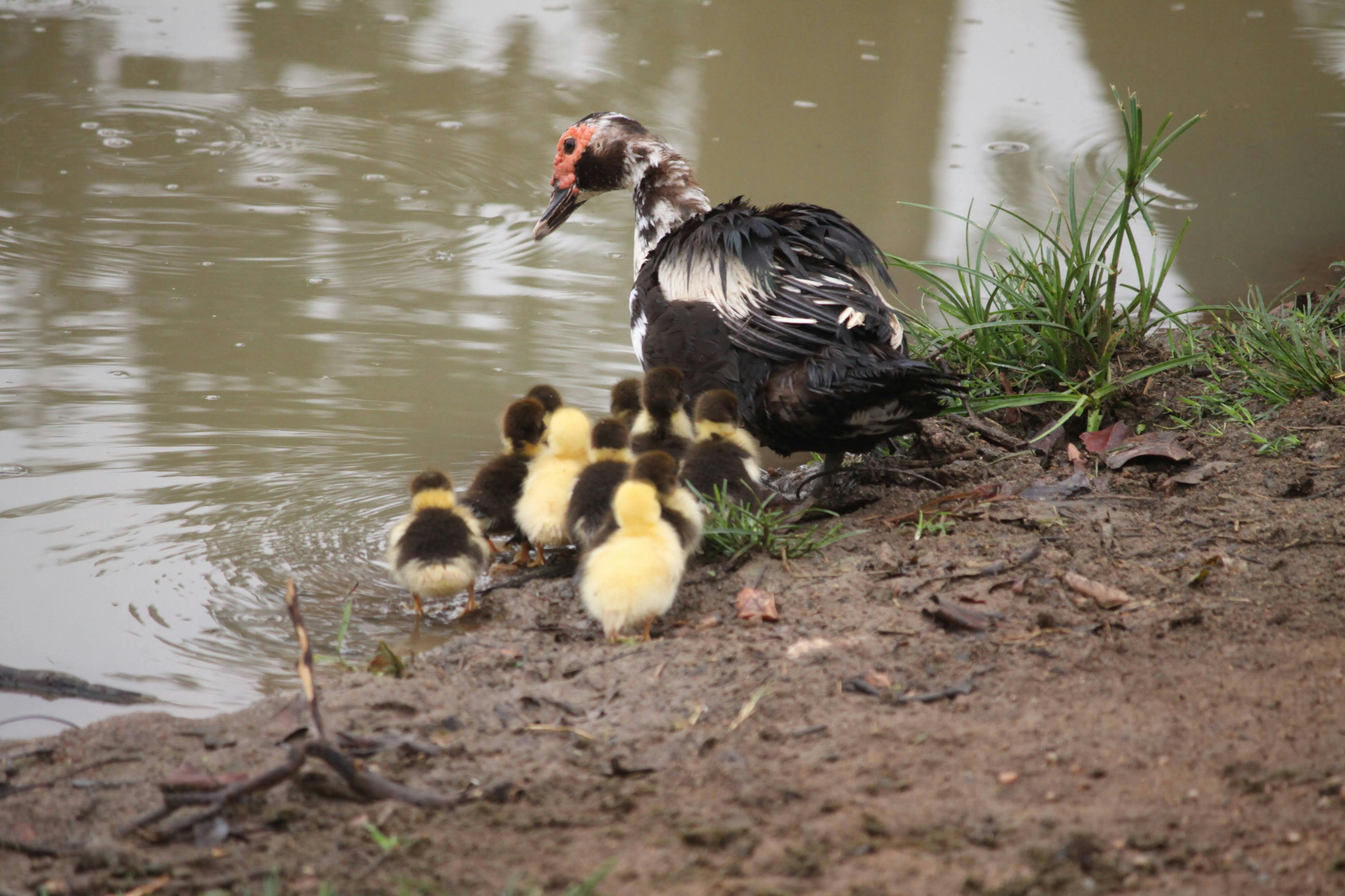 Goose With Her Ducklings Photos, Download The BEST Free Goose With Her ...