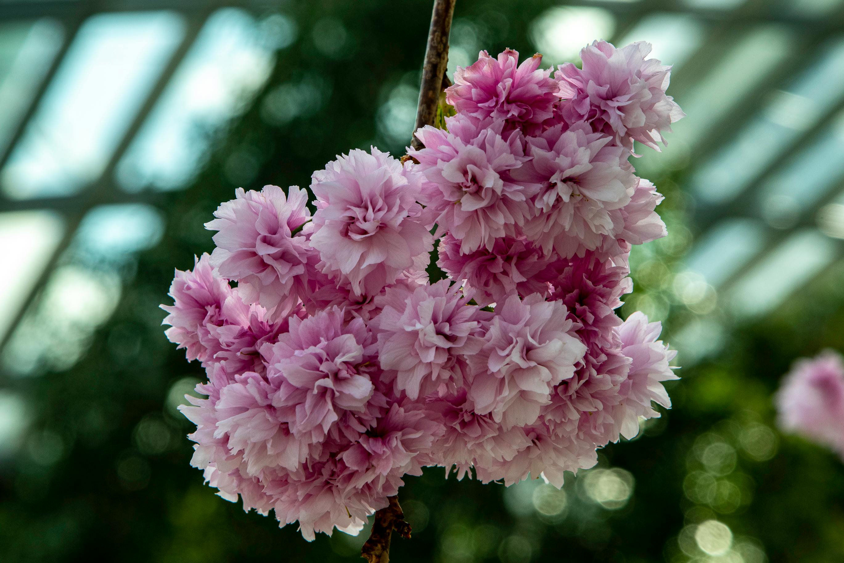 Pembe çiçek Yakın çekim Shot · Ücretsiz Stok Fotoğraf