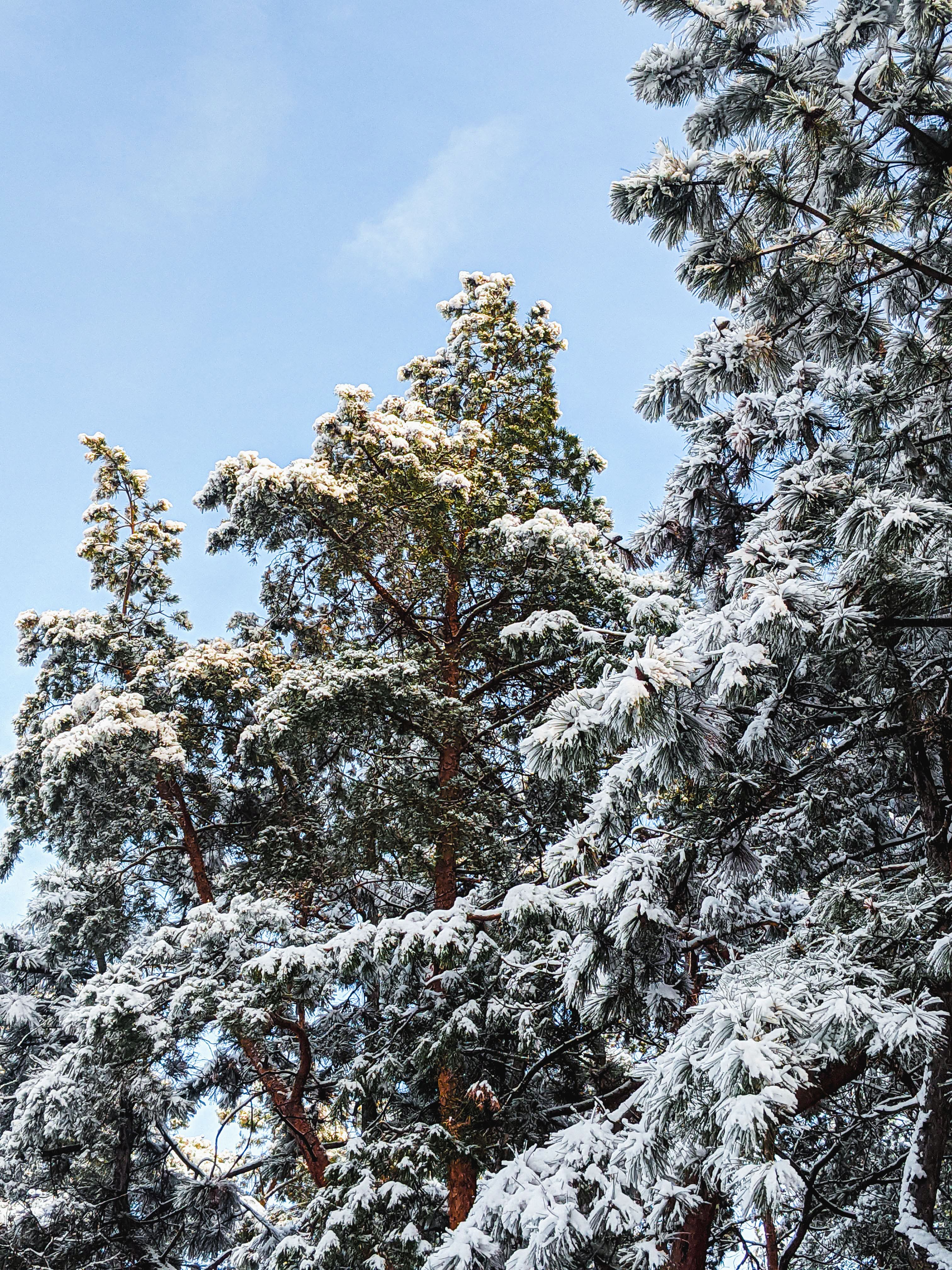 Tall Snow Covered Trees in the Forest · Free Stock Photo