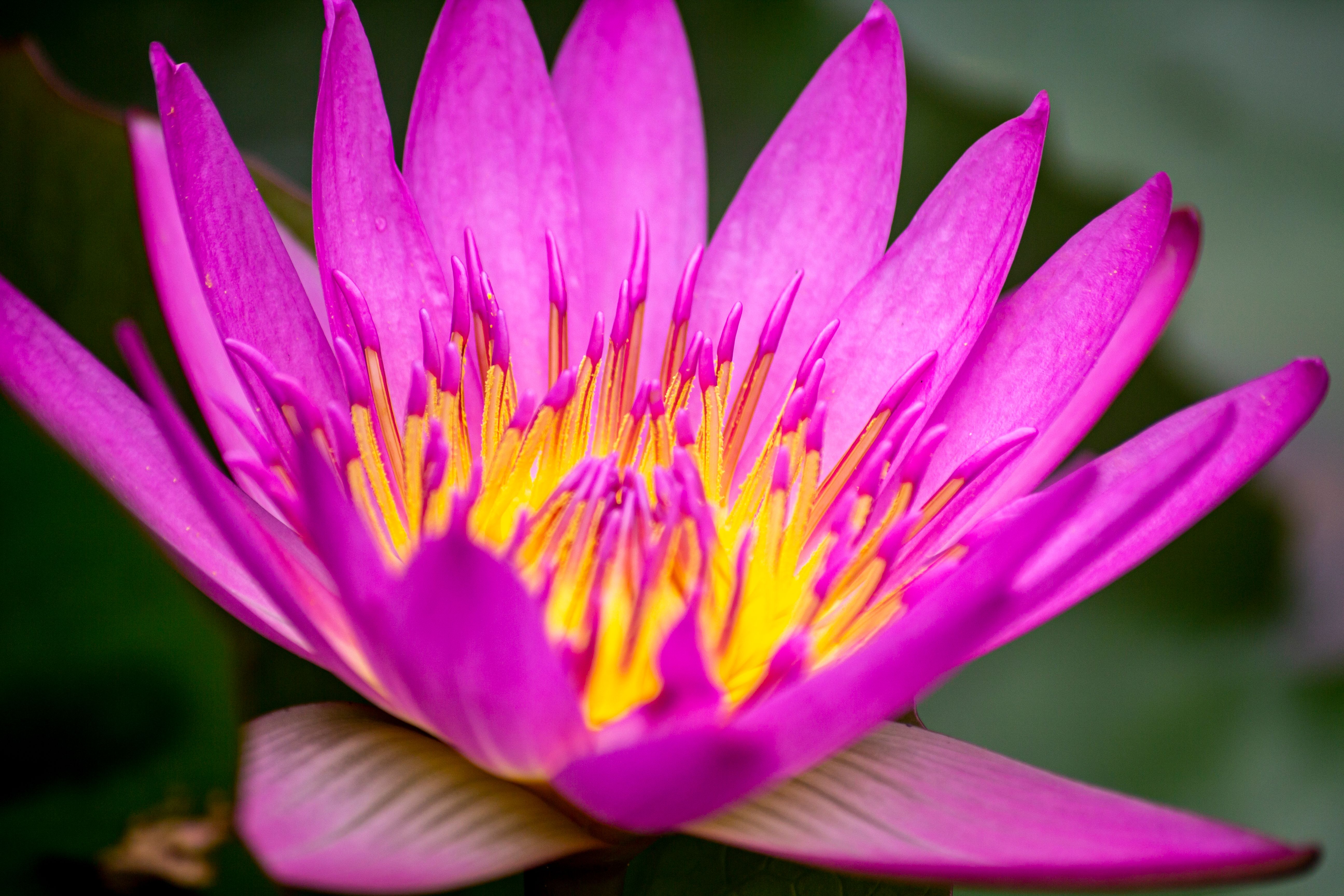 Close-Up Shot of a Water Lily · Free Stock Photo