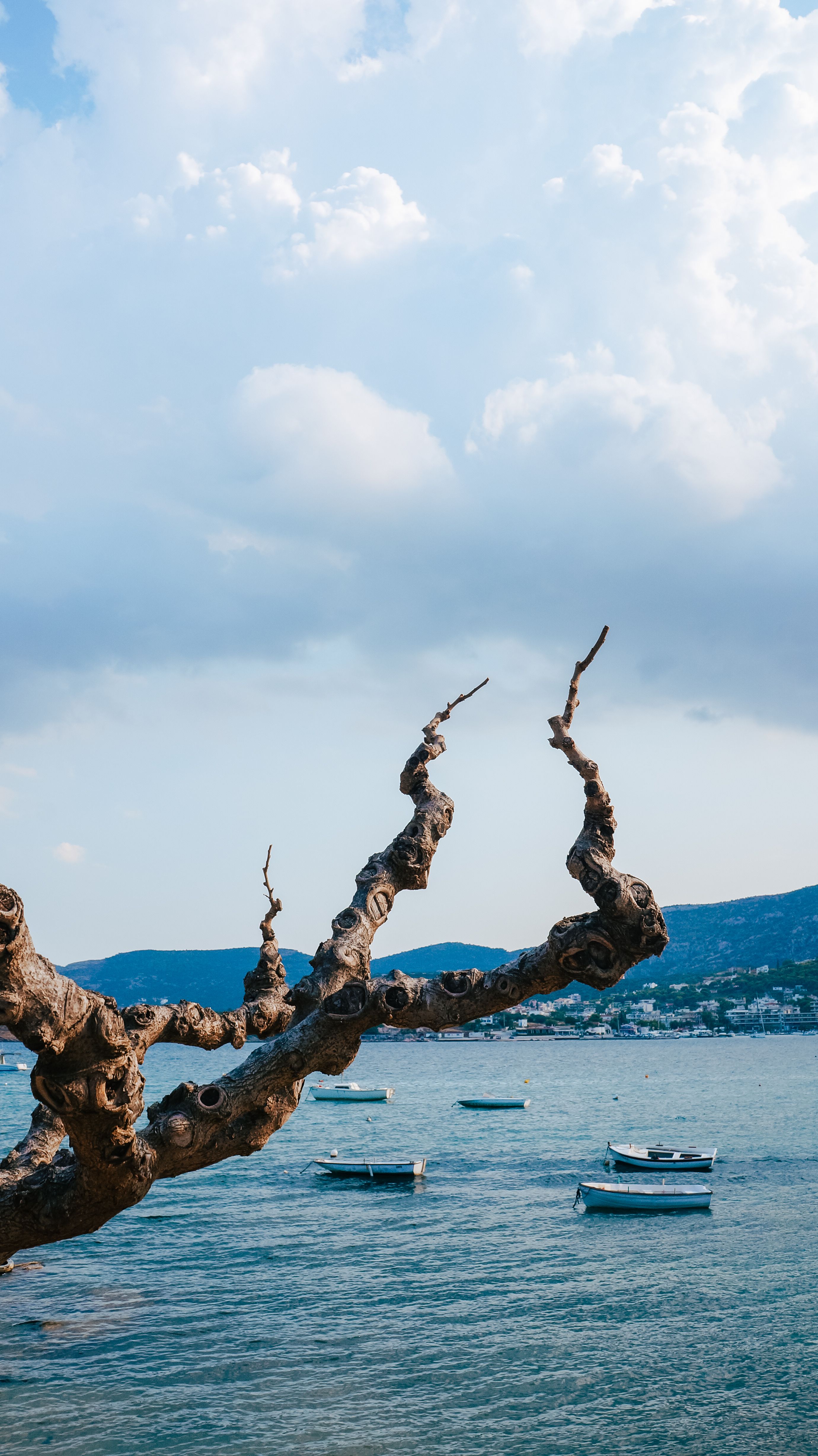 Bare, Withered Tree on Sea Shore · Free Stock Photo