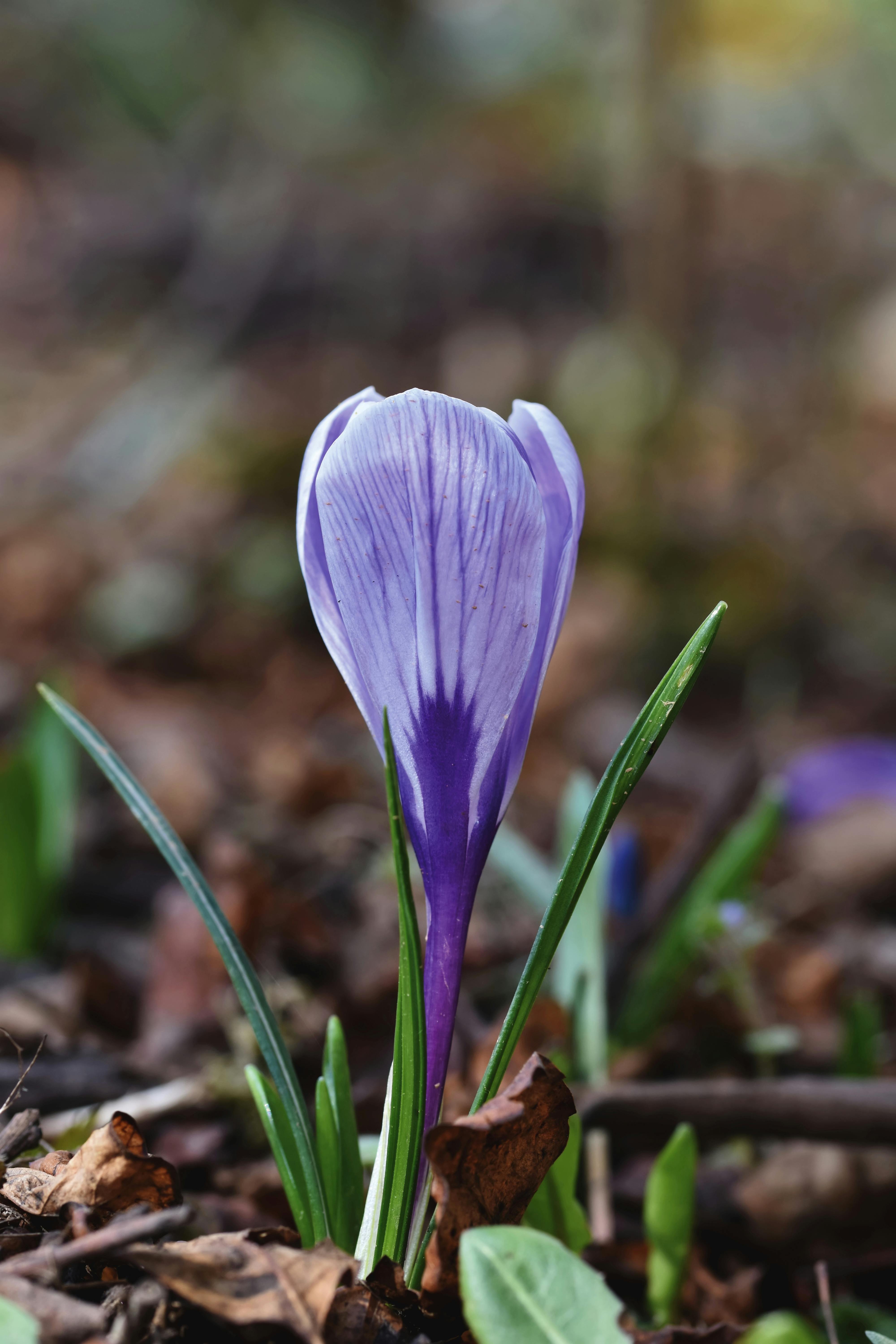 Close-Up Shot of Crocus Flower · Free Stock Photo
