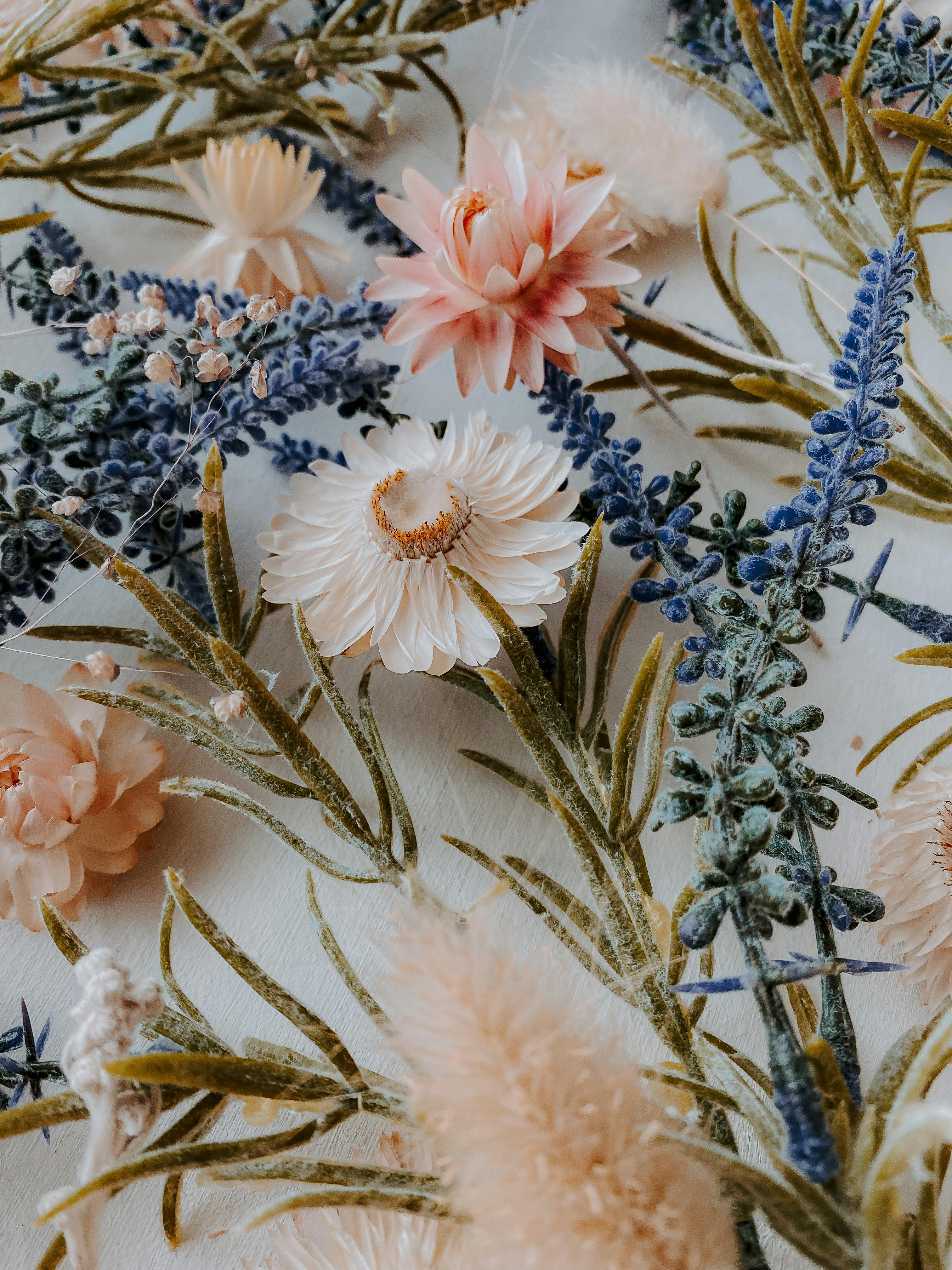 Pink Petal Flower · Free Stock Photo