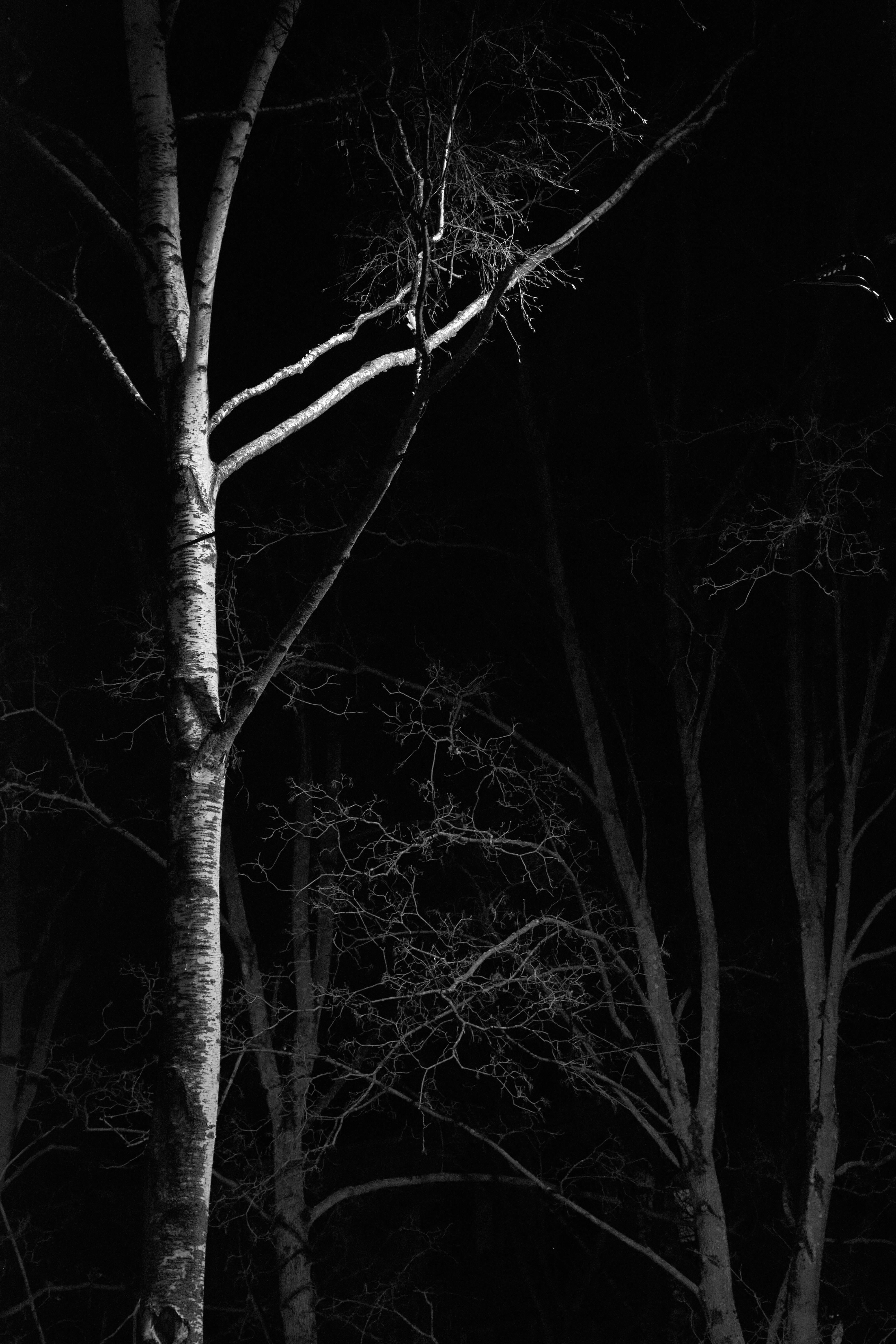 Low-Angle Shot of a Bare Tree · Free Stock Photo