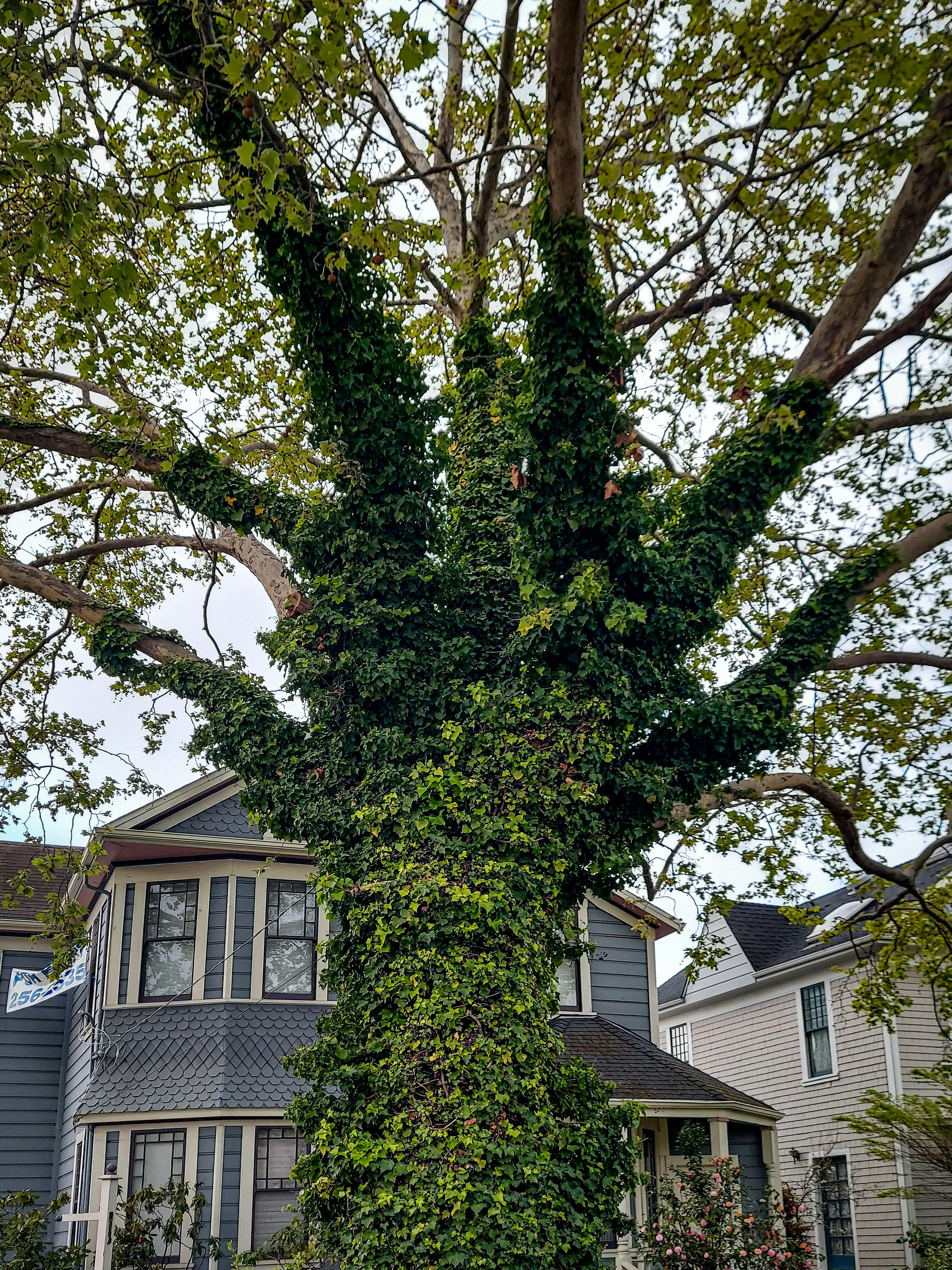 Ivy on Tree · Free Stock Photo