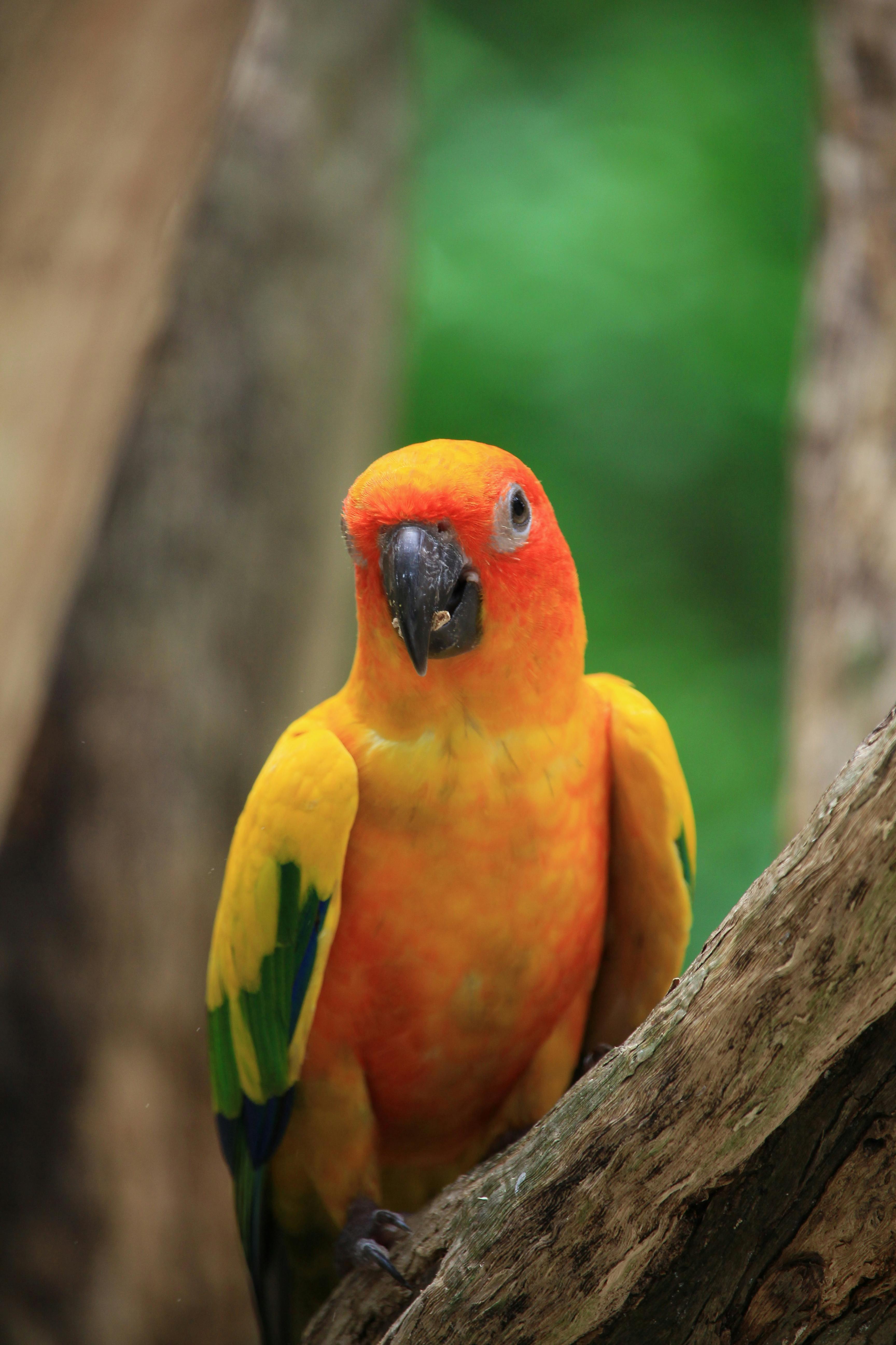 Close-Up Shot of Two Sun Conure Birds · Free Stock Photo