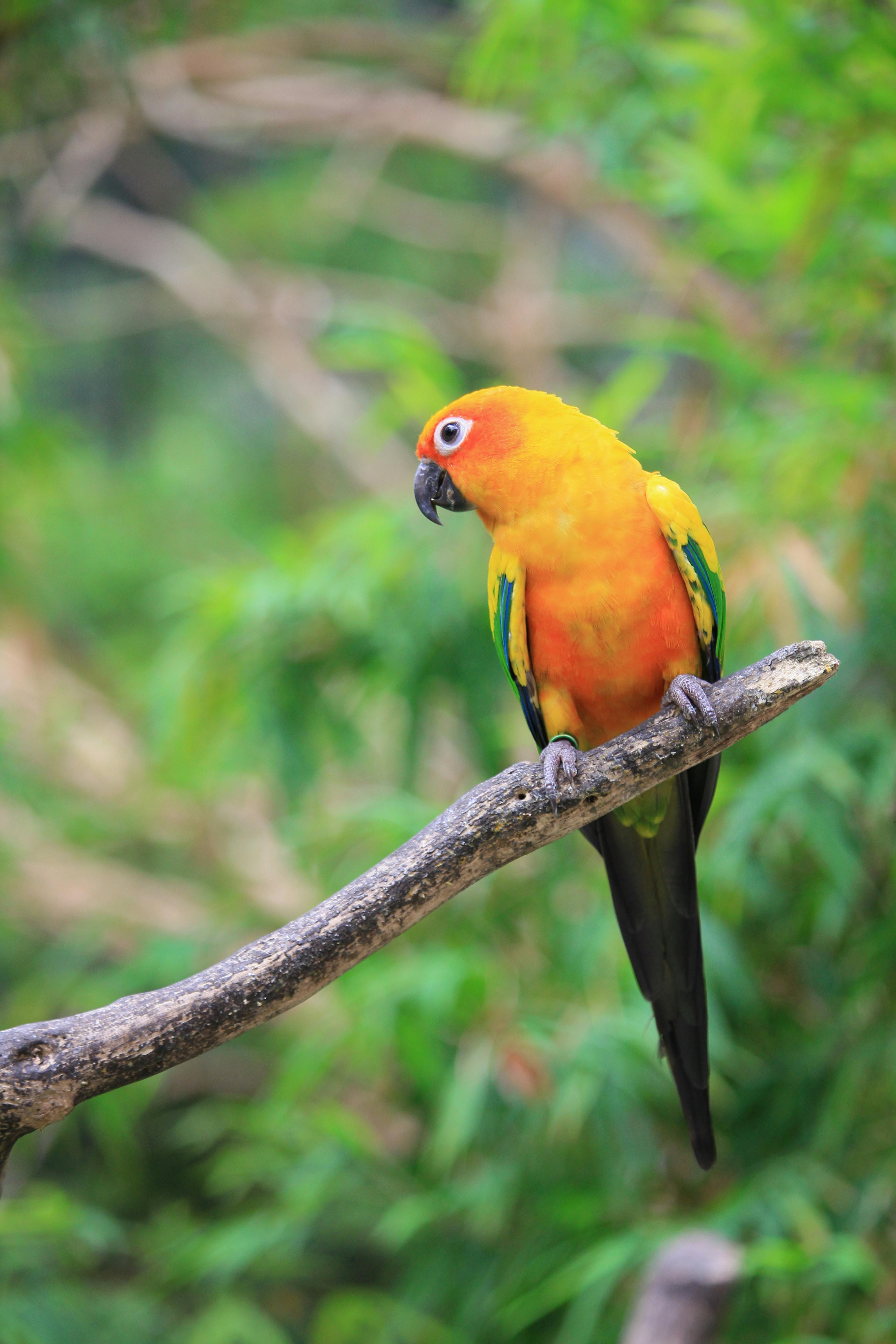 Close-Up Shot of Two Sun Conure Birds · Free Stock Photo