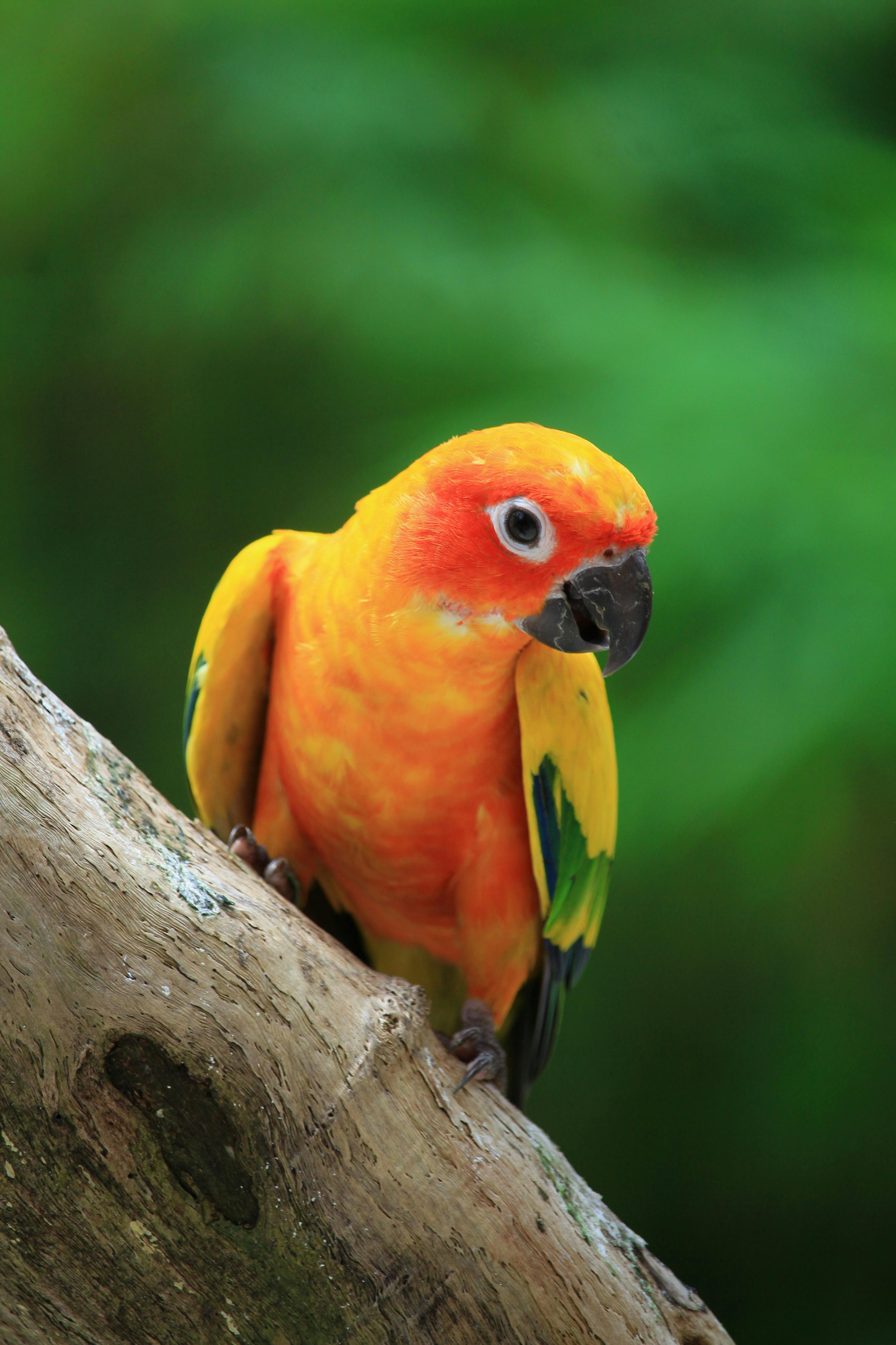 Close-Up Shot of a Sun Conure · Free Stock Photo