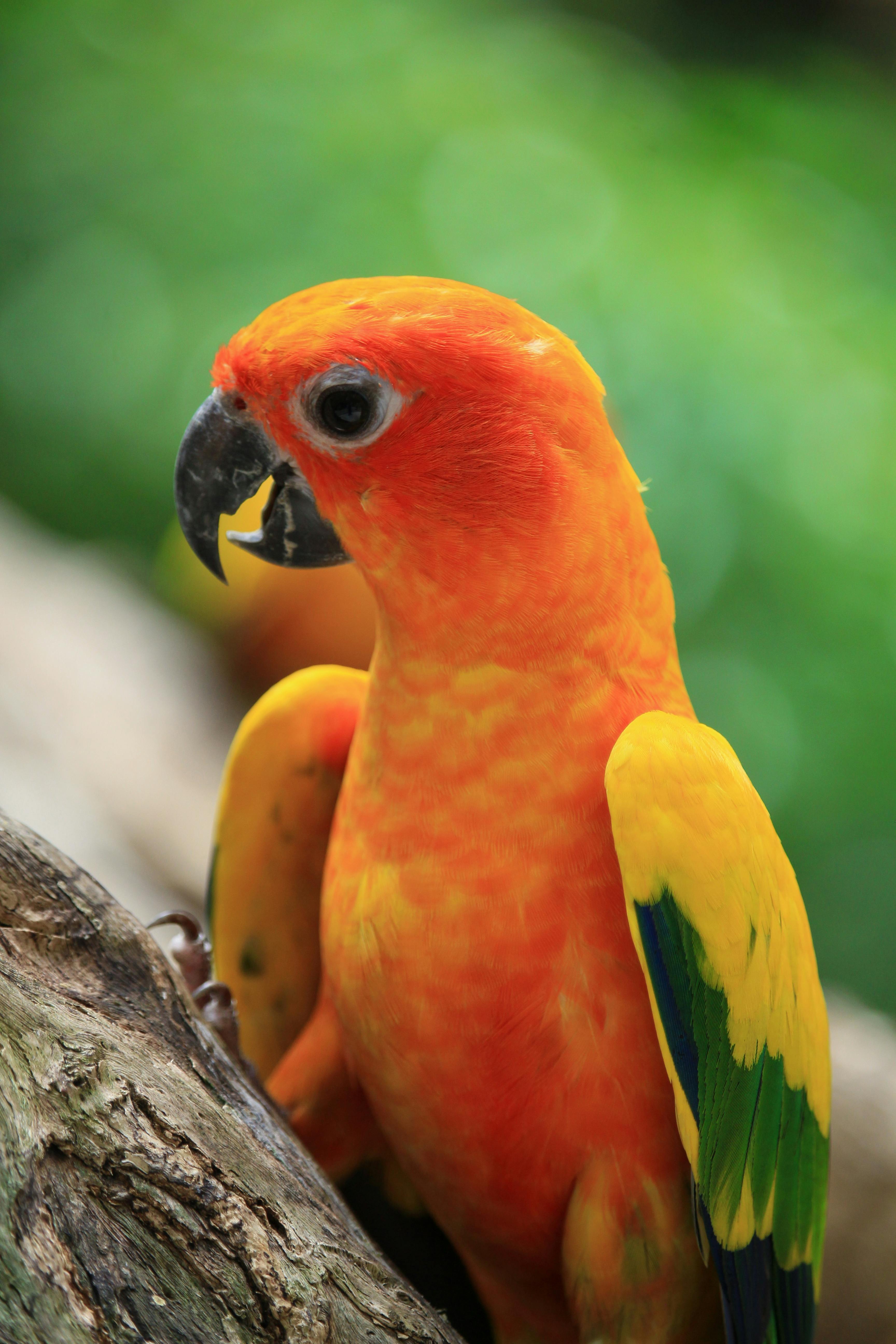 Close-Up Shot of Two Sun Conure Birds · Free Stock Photo