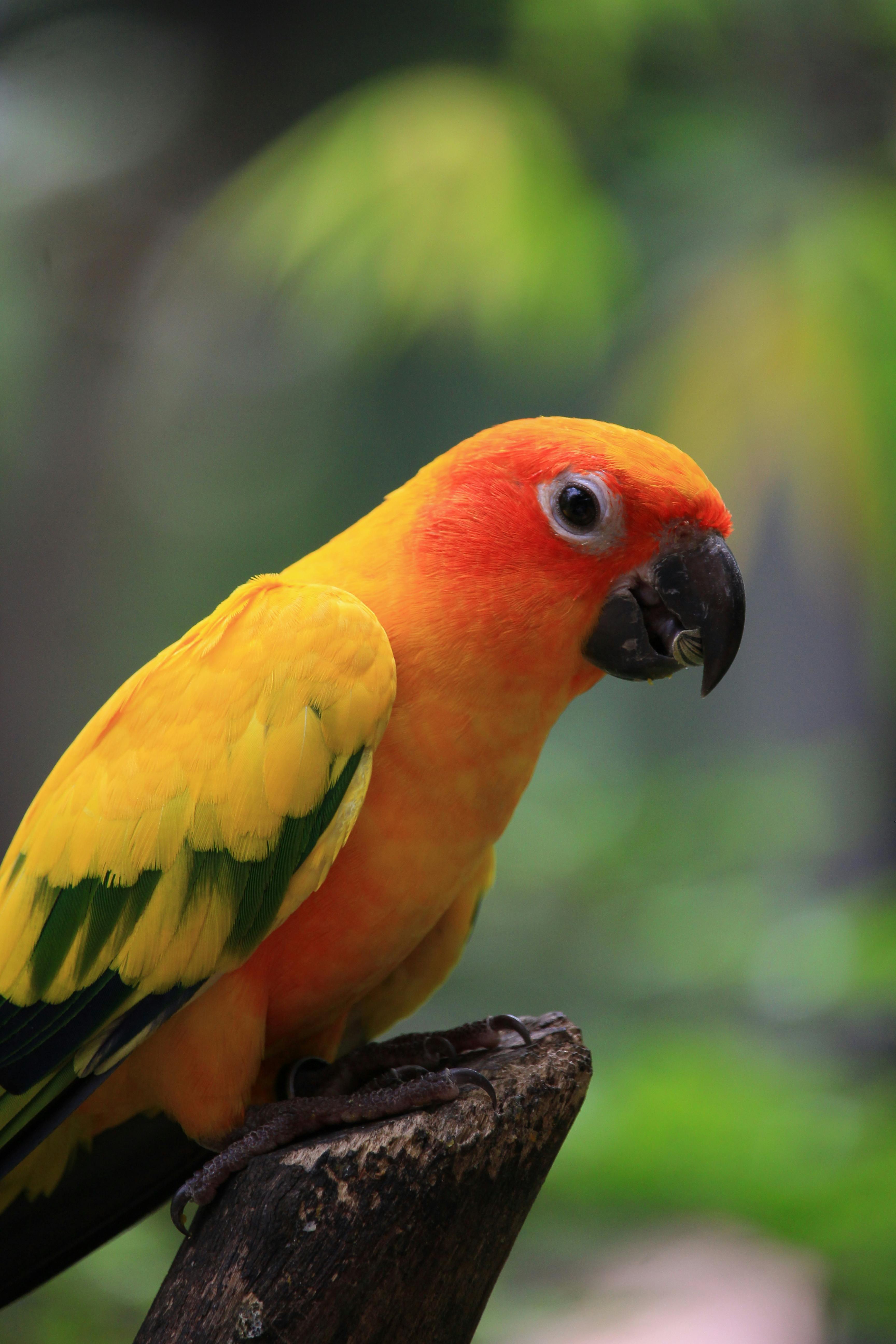 Close-Up Photograph of an Orange and Yellow Sun Conure Parakeet · Free ...