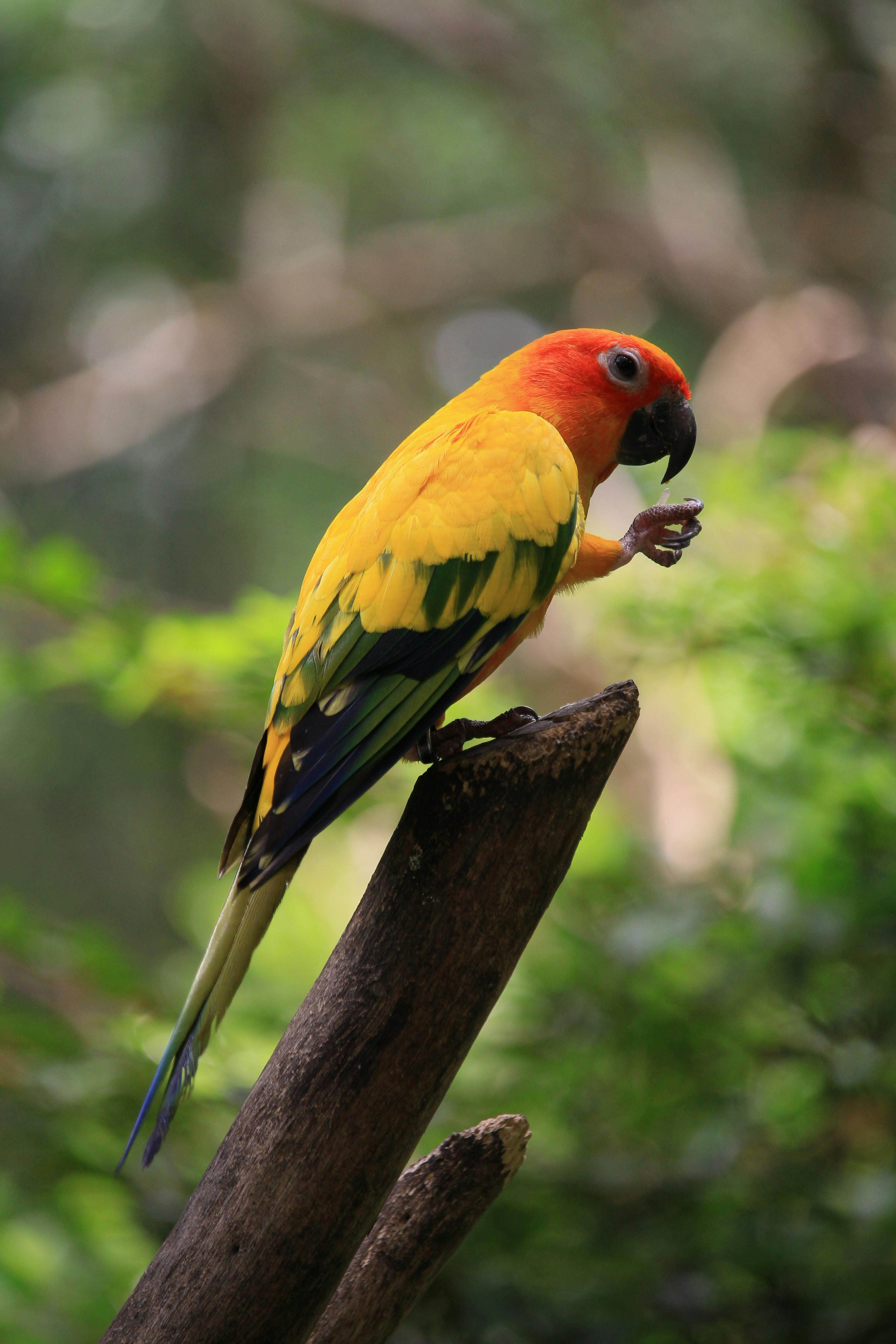 Close Up Shot of a Sun Conure · Free Stock Photo