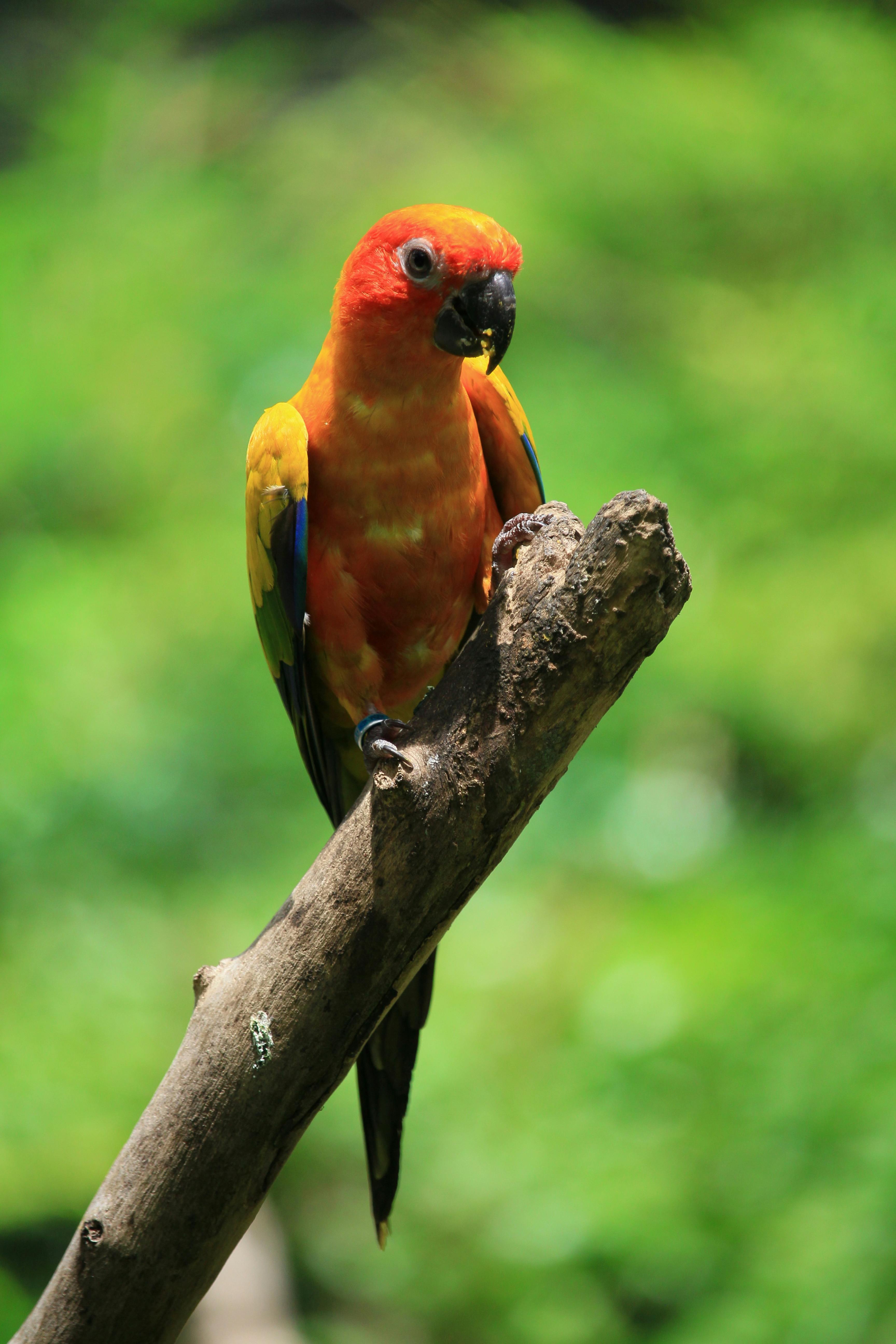 Sun Conure Photos, Download The BEST Free Sun Conure Stock Photos & HD ...