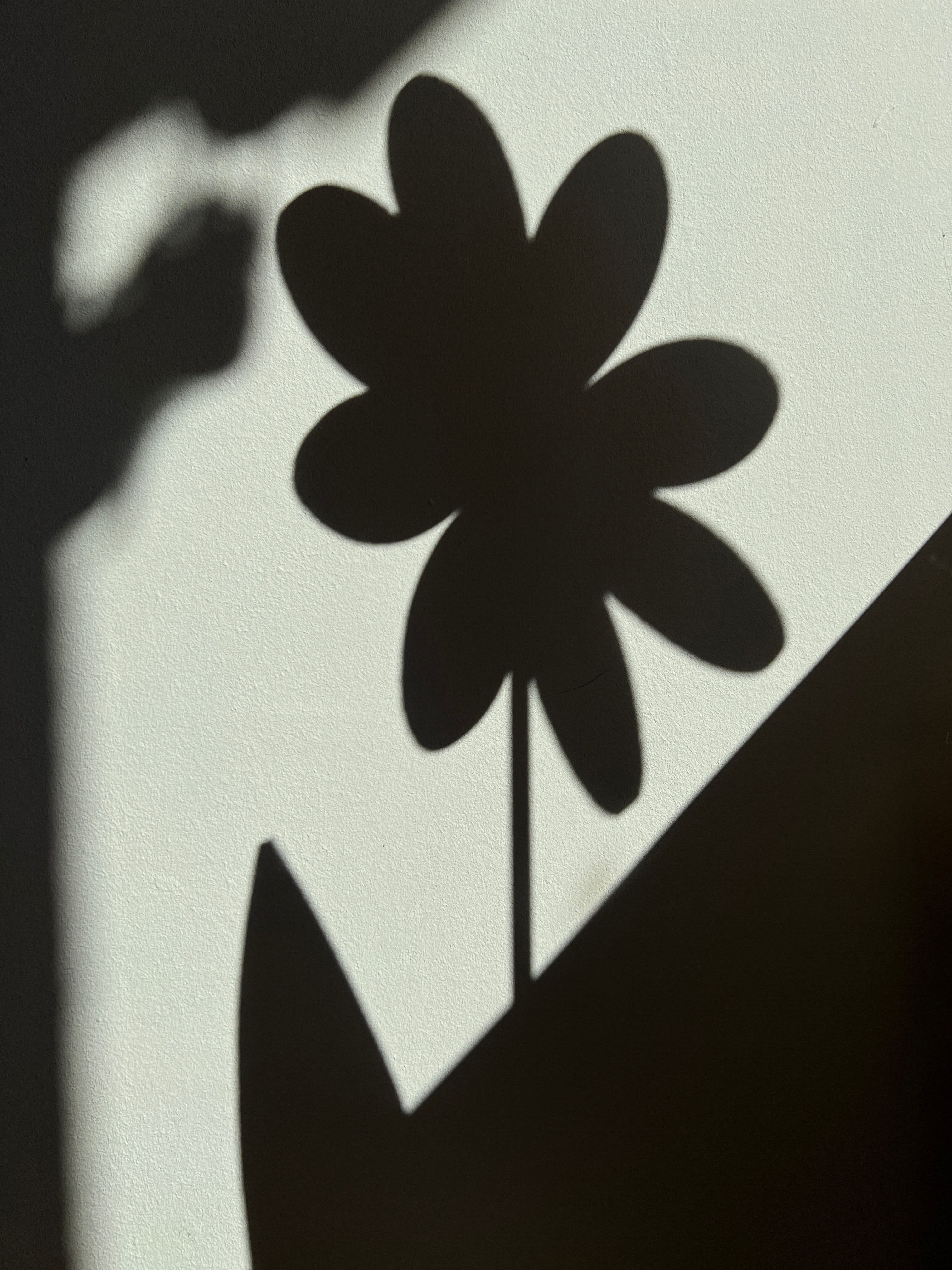 Shadow of a Flower on a White Wall · Free Stock Photo