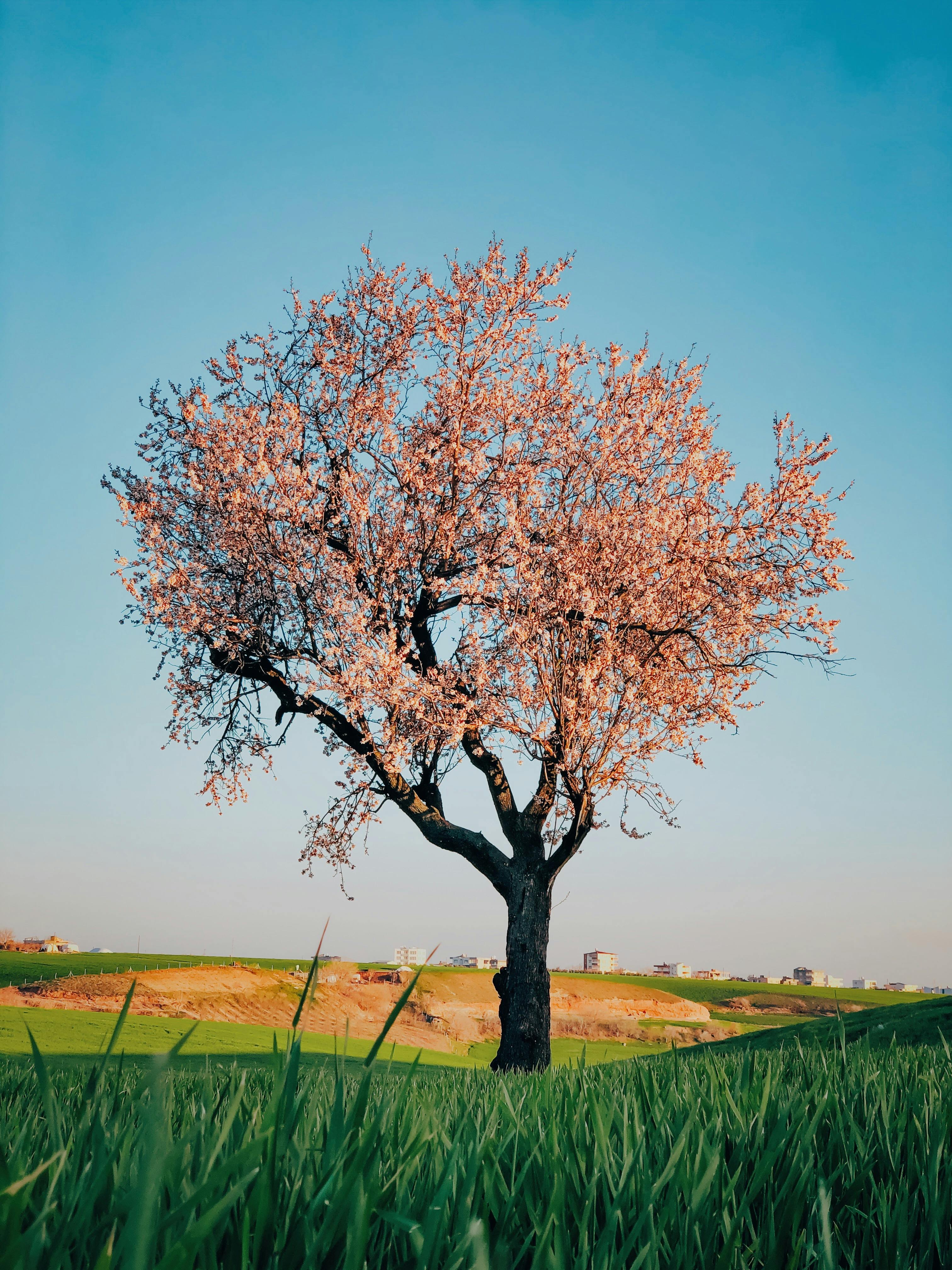 Tree in a Field · Free Stock Photo
