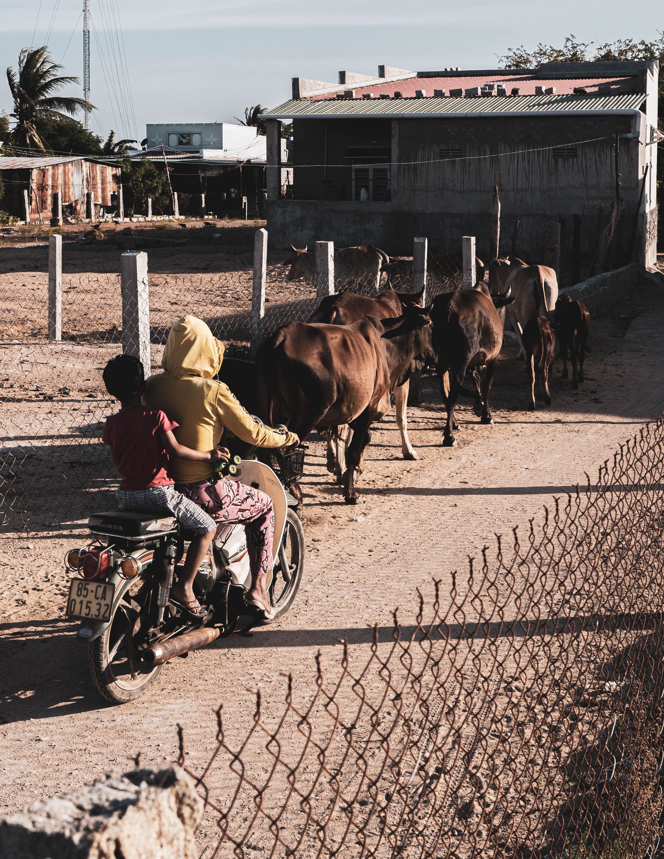 Two People on a Motorcycle Behind Cows · Free Stock Photo