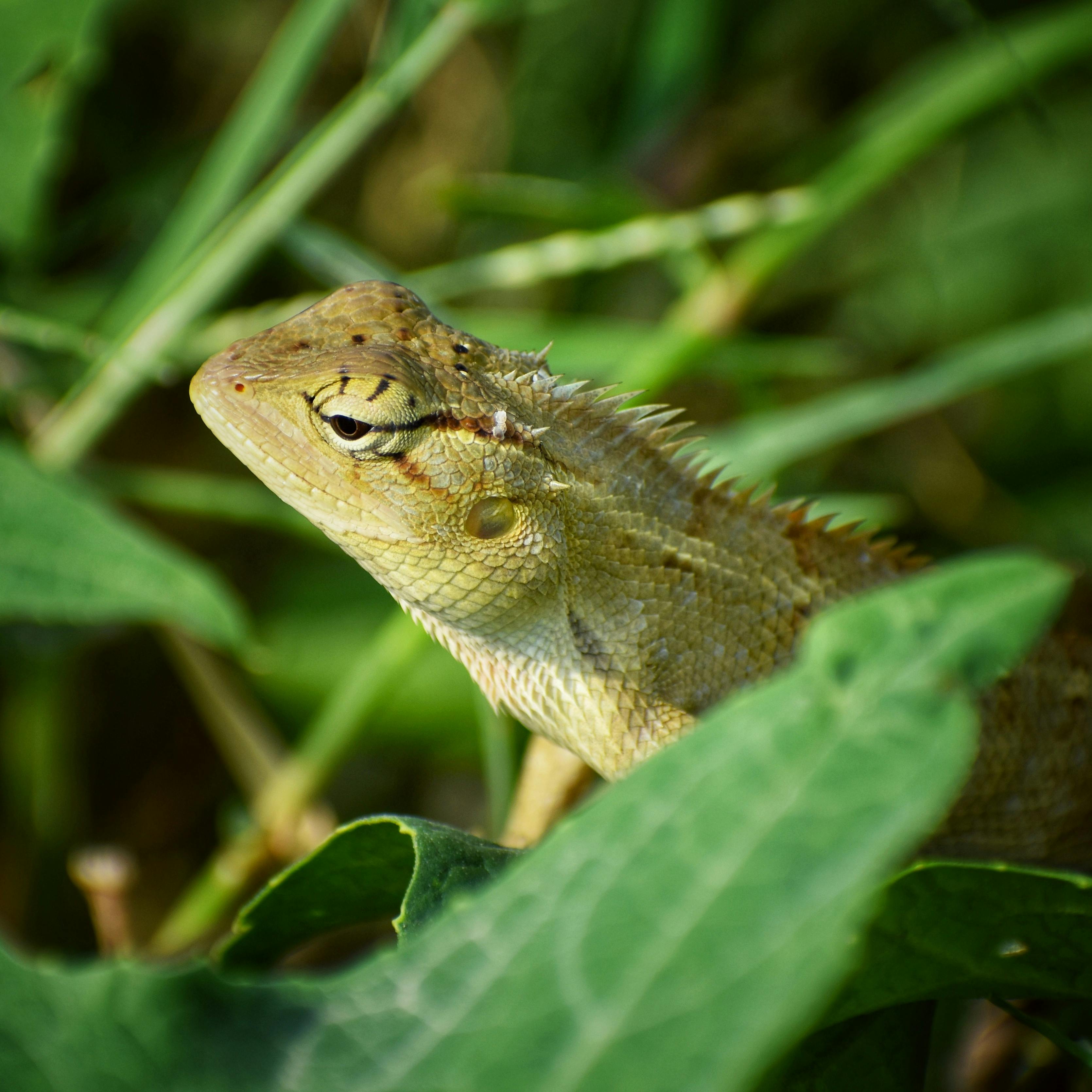 A Close-Up Shot of an Oriental Garden Lizard · Free Stock Photo
