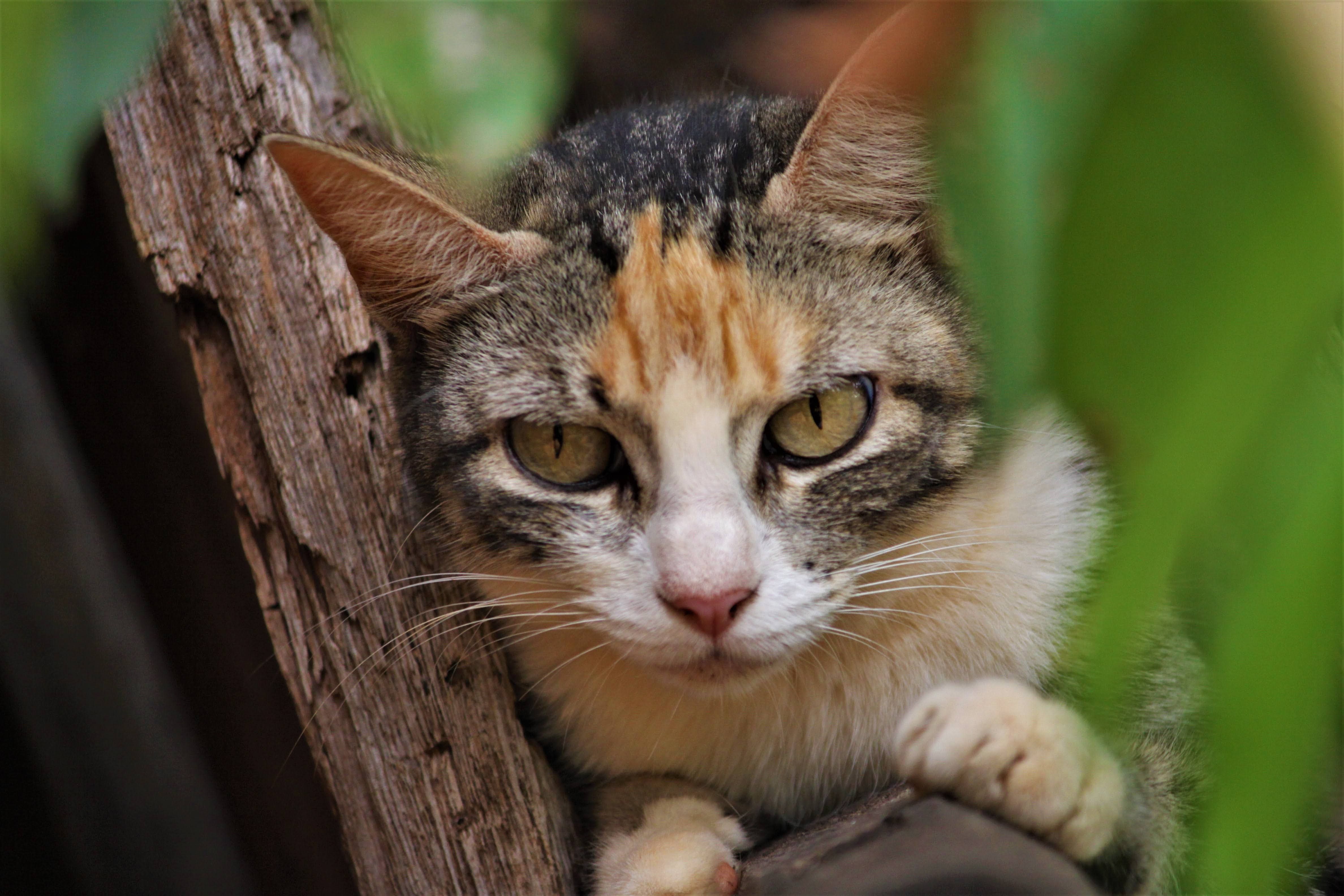 Brown Tabby Cat on Brown Tree Branch · Free Stock Photo