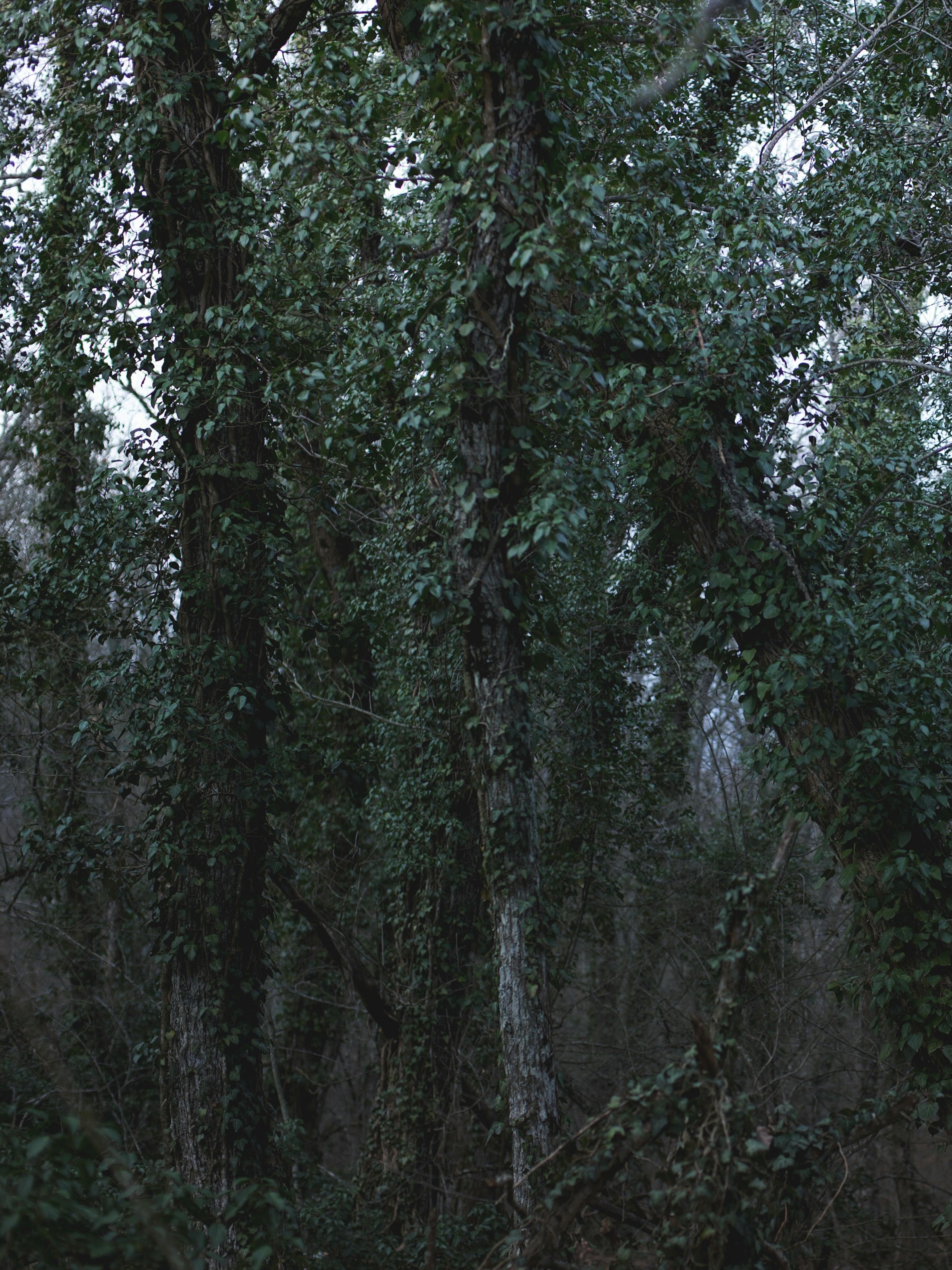 30,000+ Best Deep Forest Photos · 100% Free Download · Pexels Stock Photos