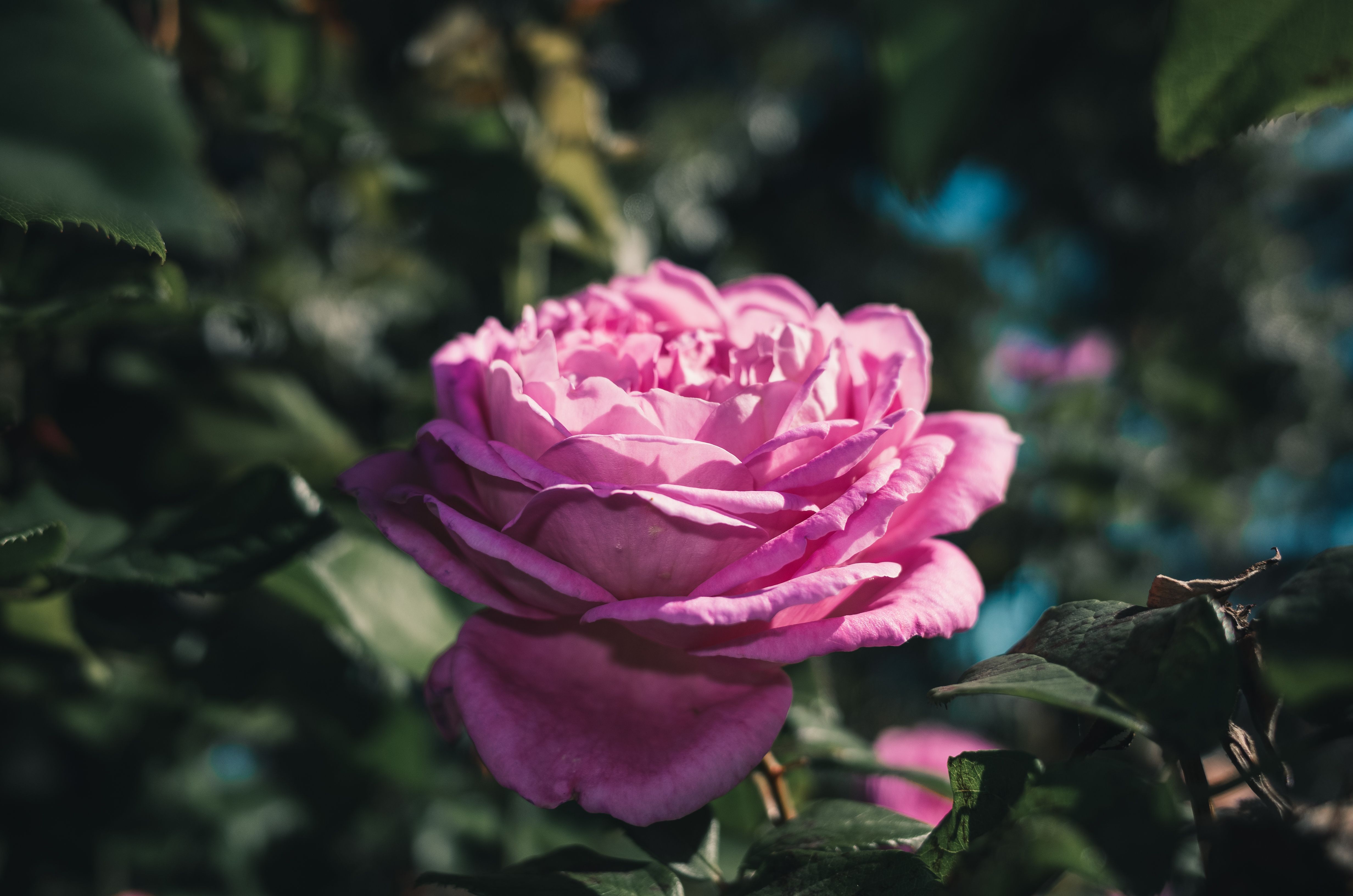 Close-up of a Pink Rose · Free Stock Photo