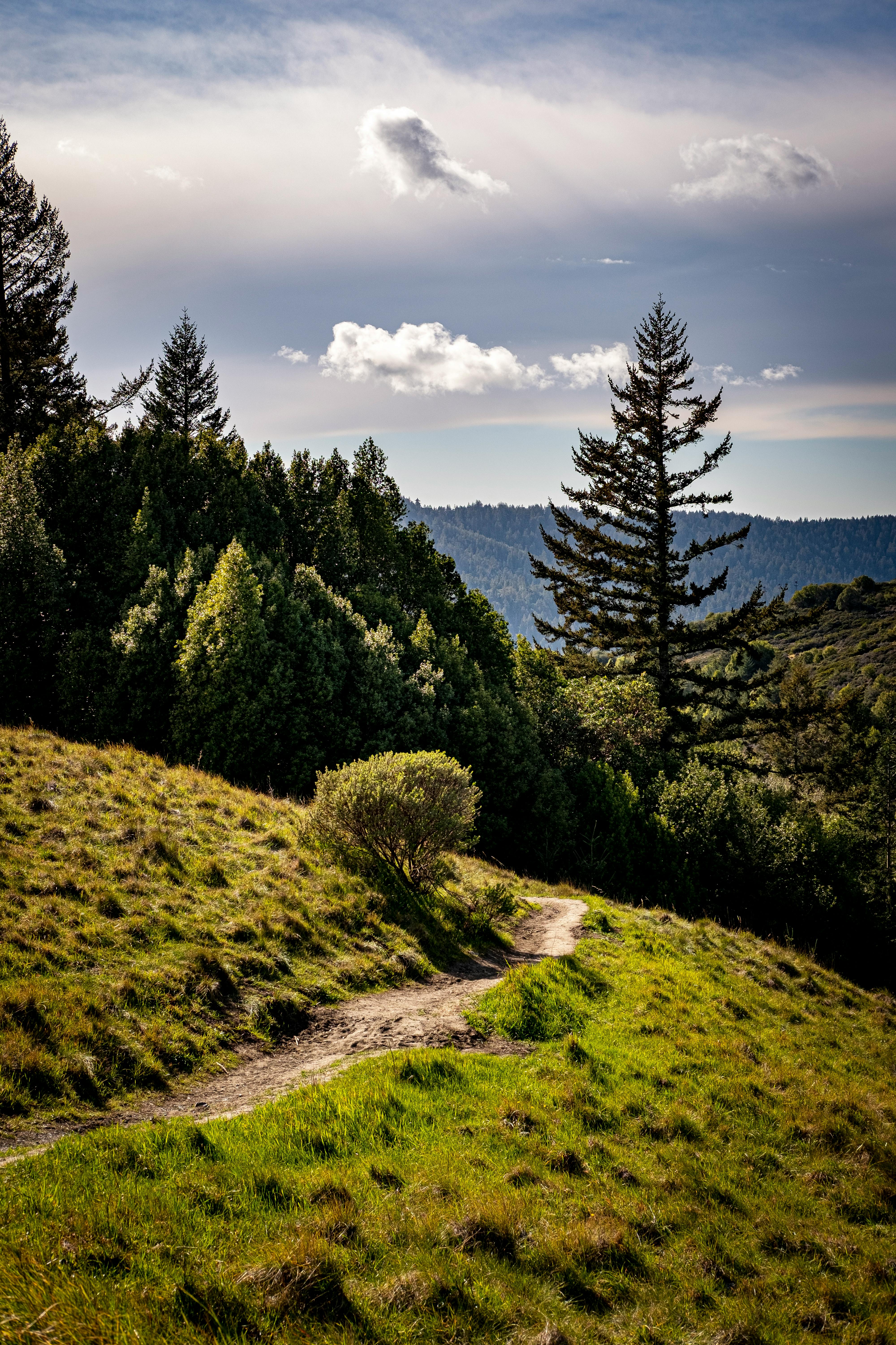 Footpath in a Forest · Free Stock Photo