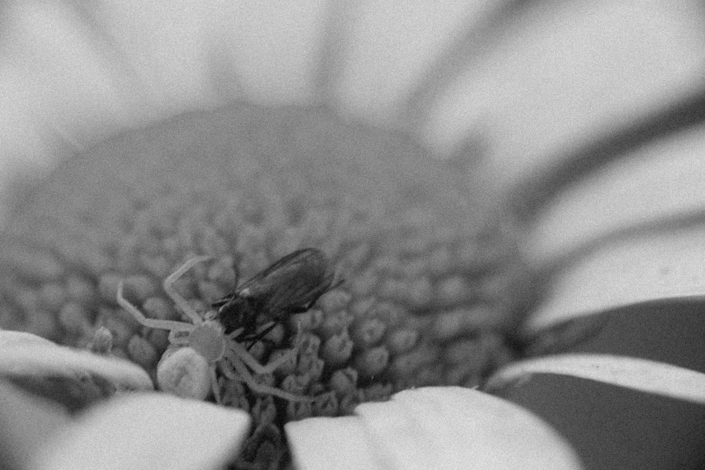 Grayscale Photo of Insects on a Flower · Free Stock Photo