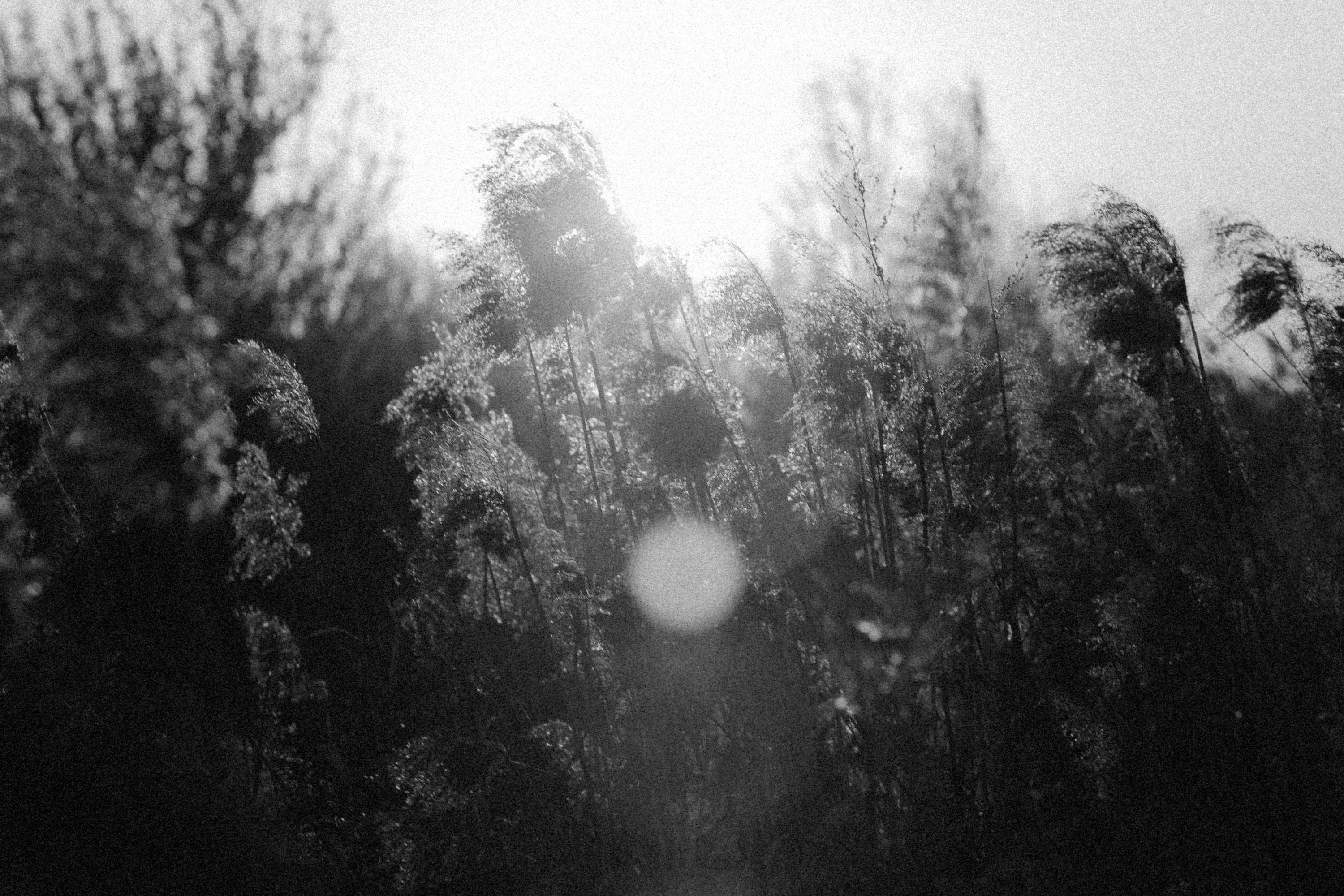 Grayscale Photography of Burning Field · Free Stock Photo