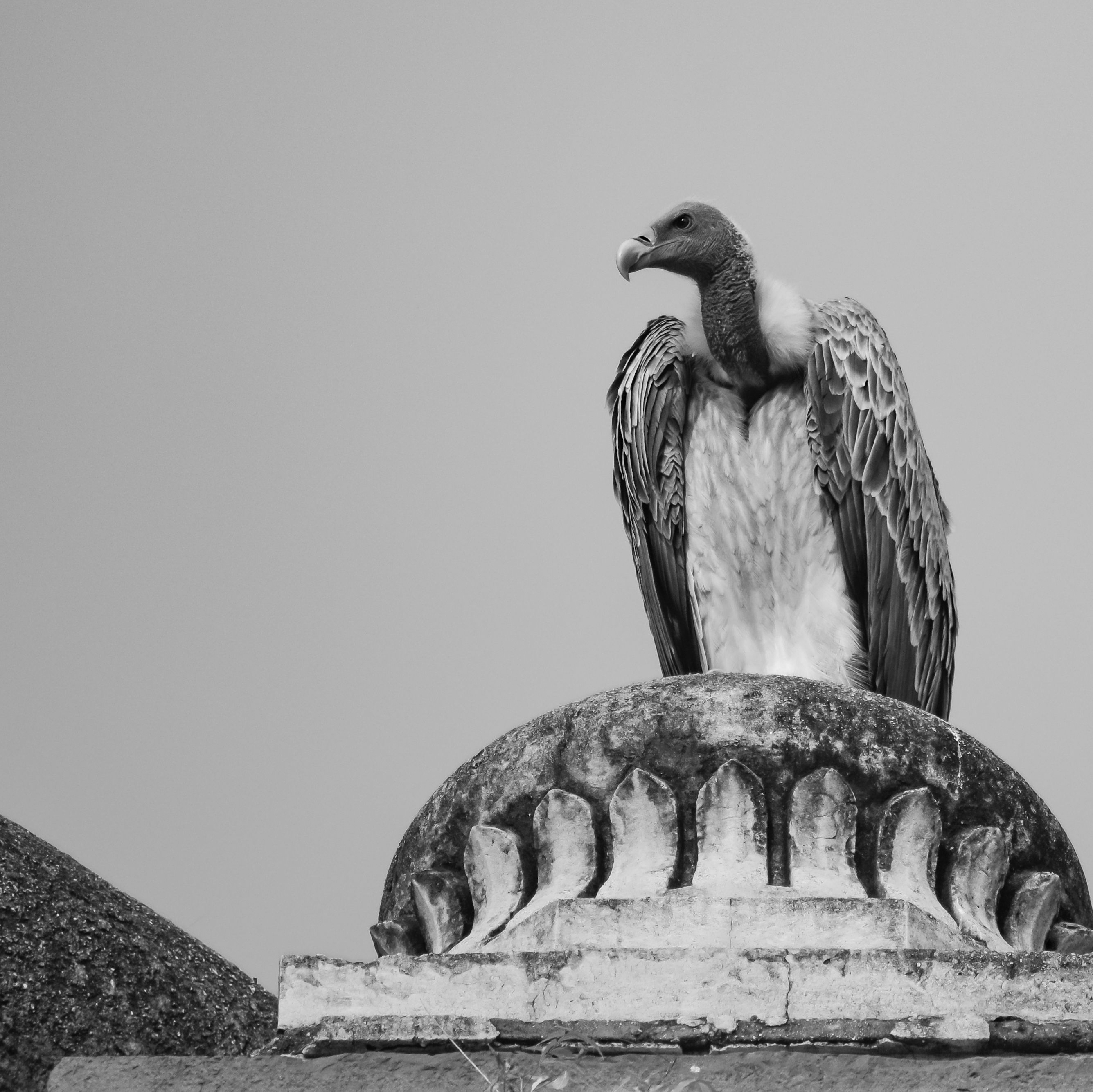 selective Focus Close-up Photo of White and Gray Vulture · Free Stock Photo