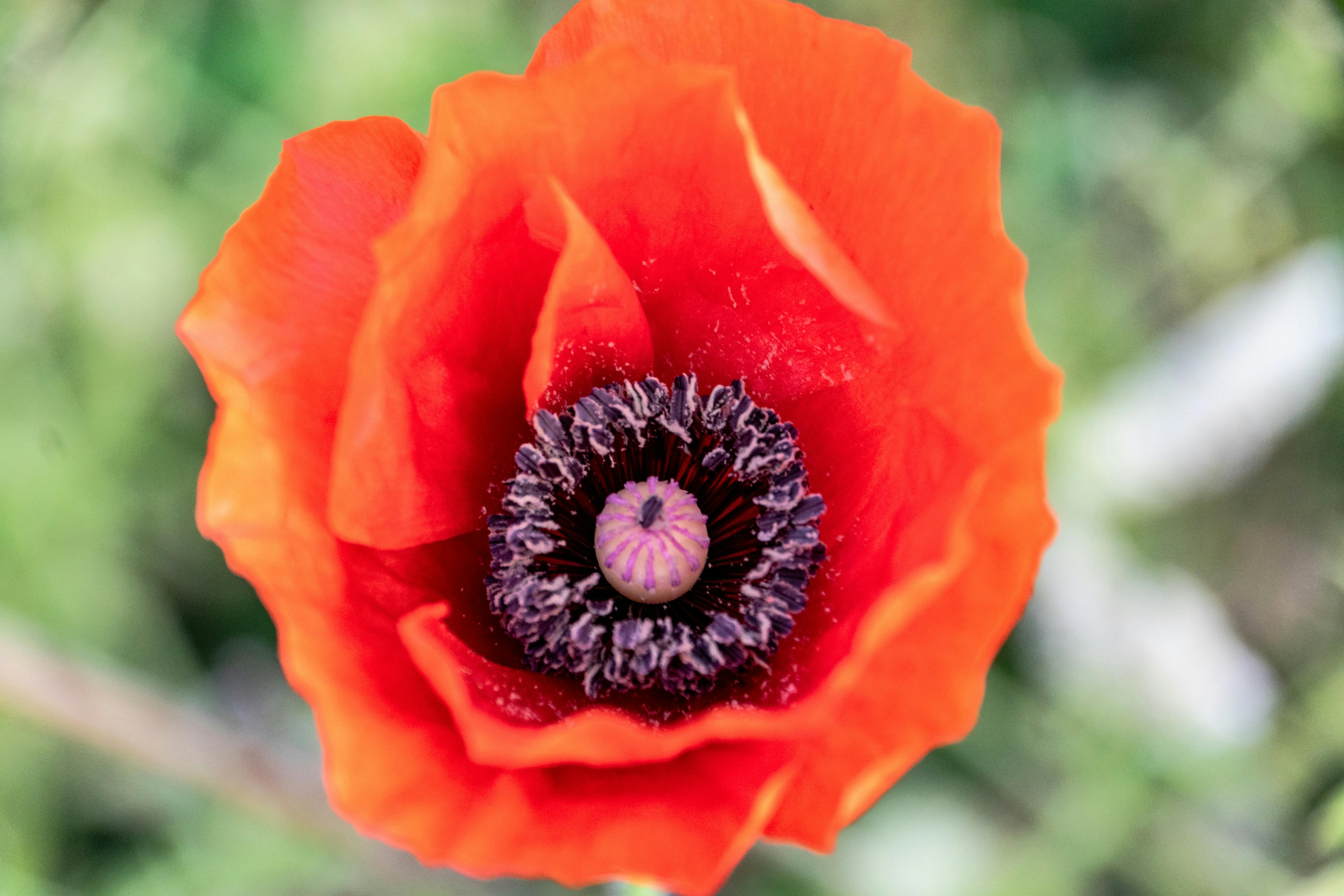 A Close-up Shot of a Poppy Flower · Free Stock Photo